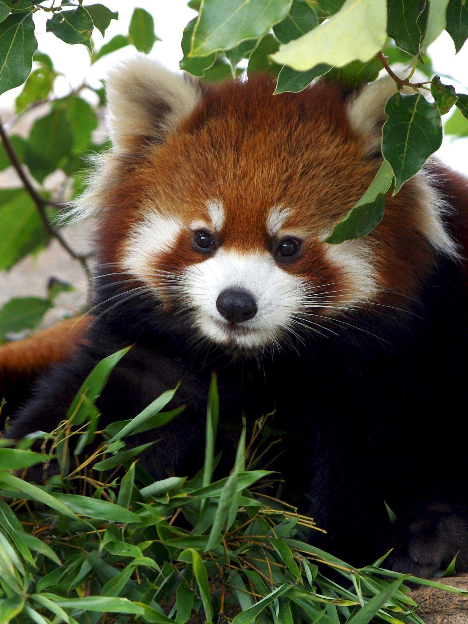 Panda iPad Wallpapers - Top Free Panda iPad Backgrounds - WallpaperAccess