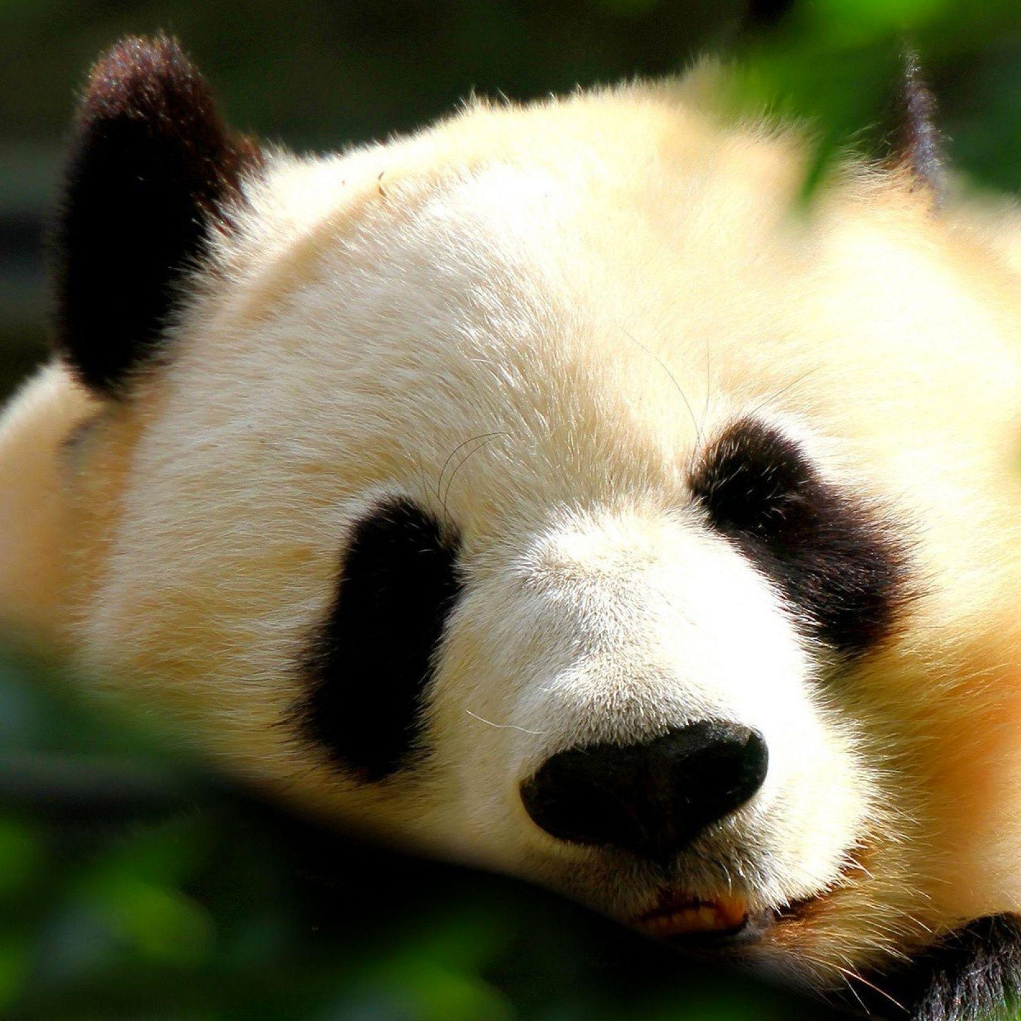 Panda iPad Wallpapers - Top Free Panda iPad Backgrounds - WallpaperAccess