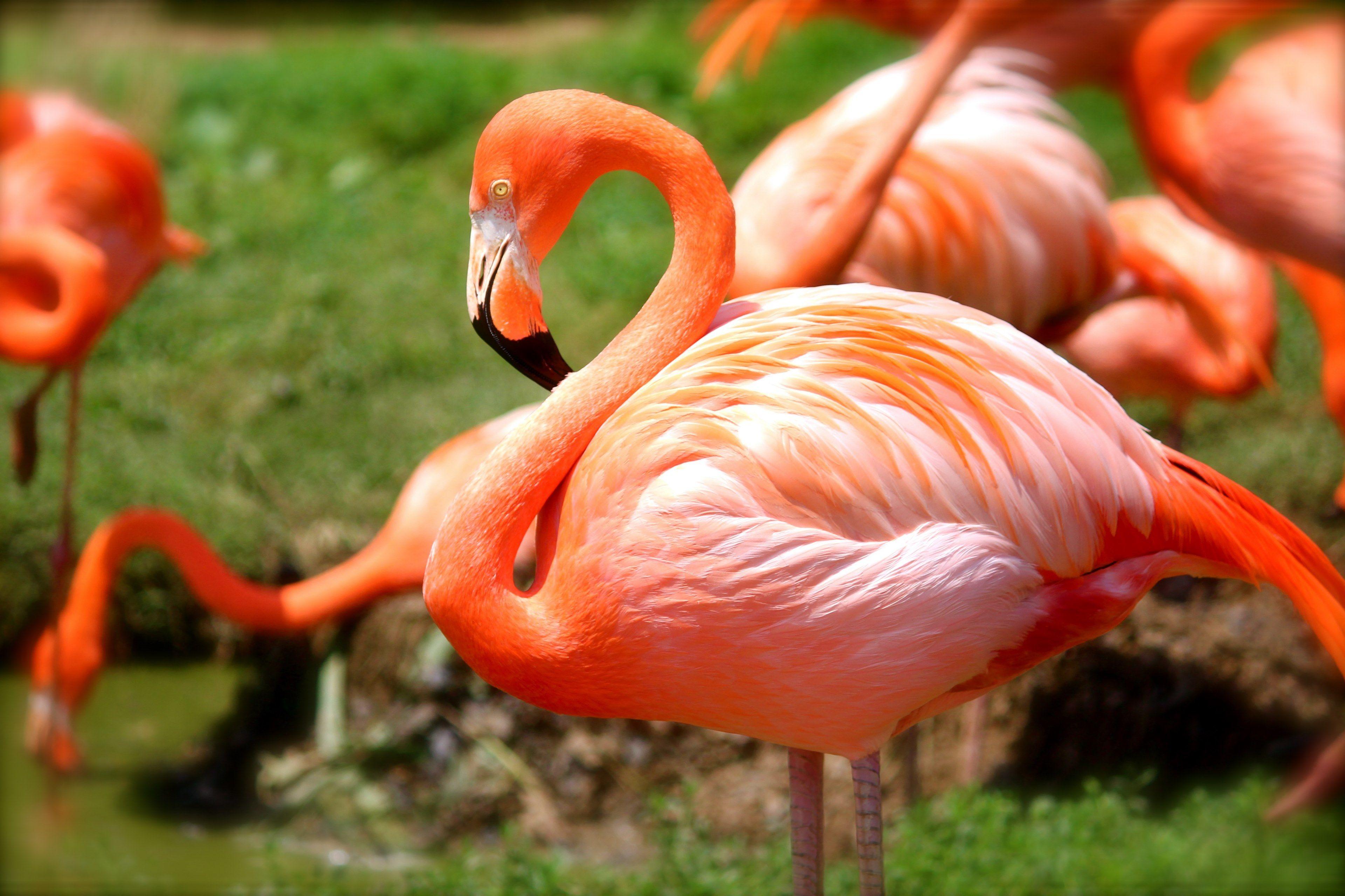4K Flamingo Wallpapers - Top Free 4K Flamingo Backgrounds - WallpaperAccess