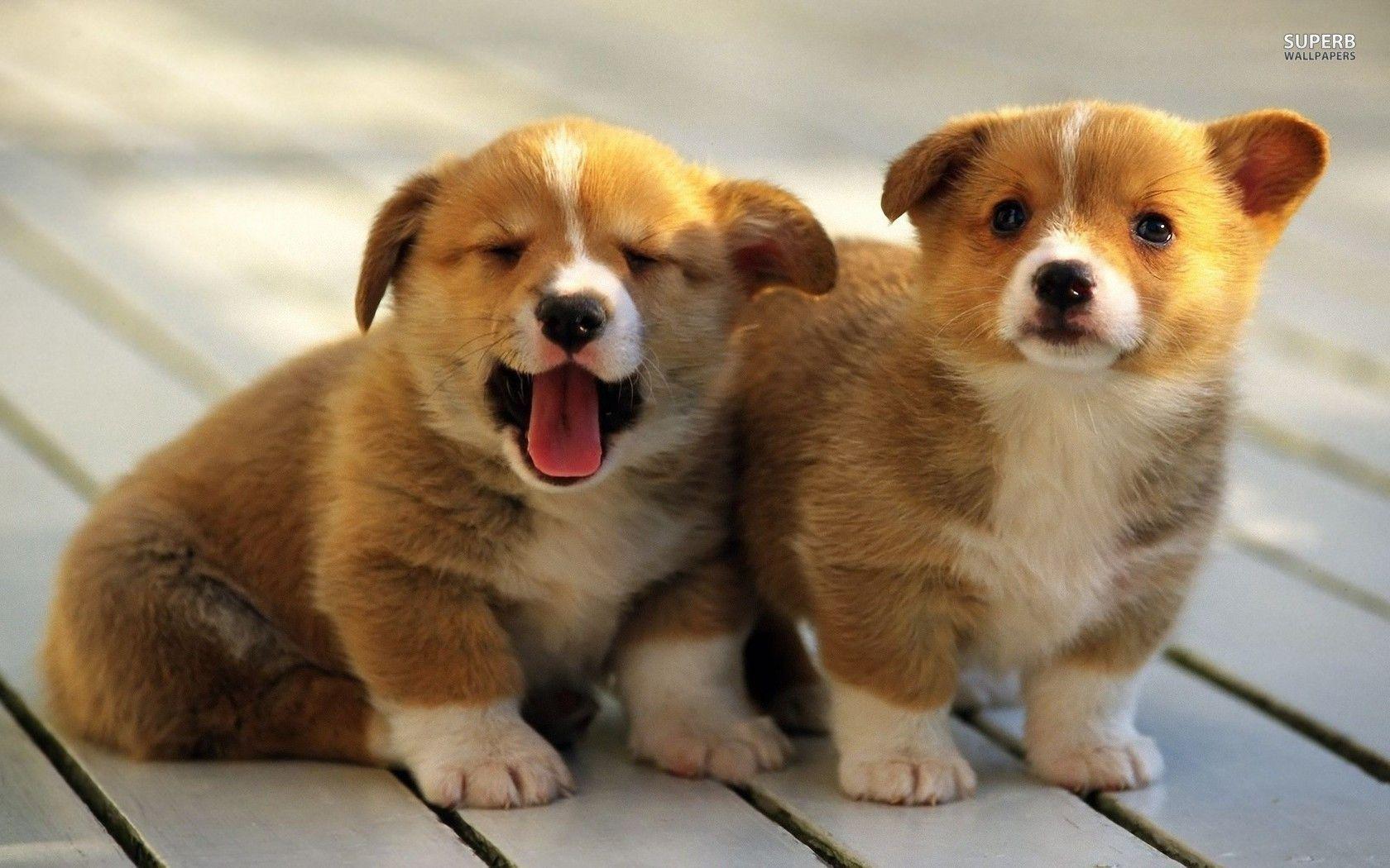 Baby Corgi Wallpapers - Top Free Baby Corgi Backgrounds - WallpaperAccess