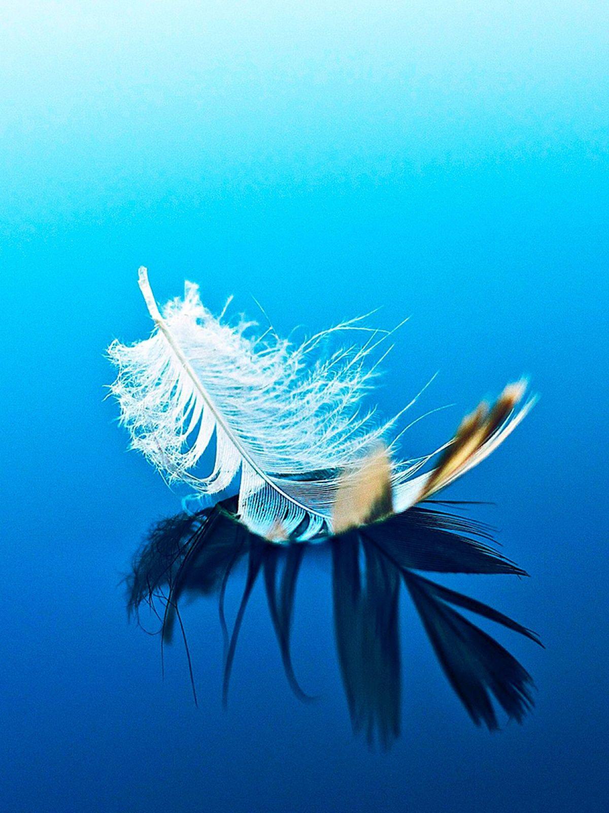 Feather Phone Wallpapers - Top Free Feather Phone Backgrounds ...