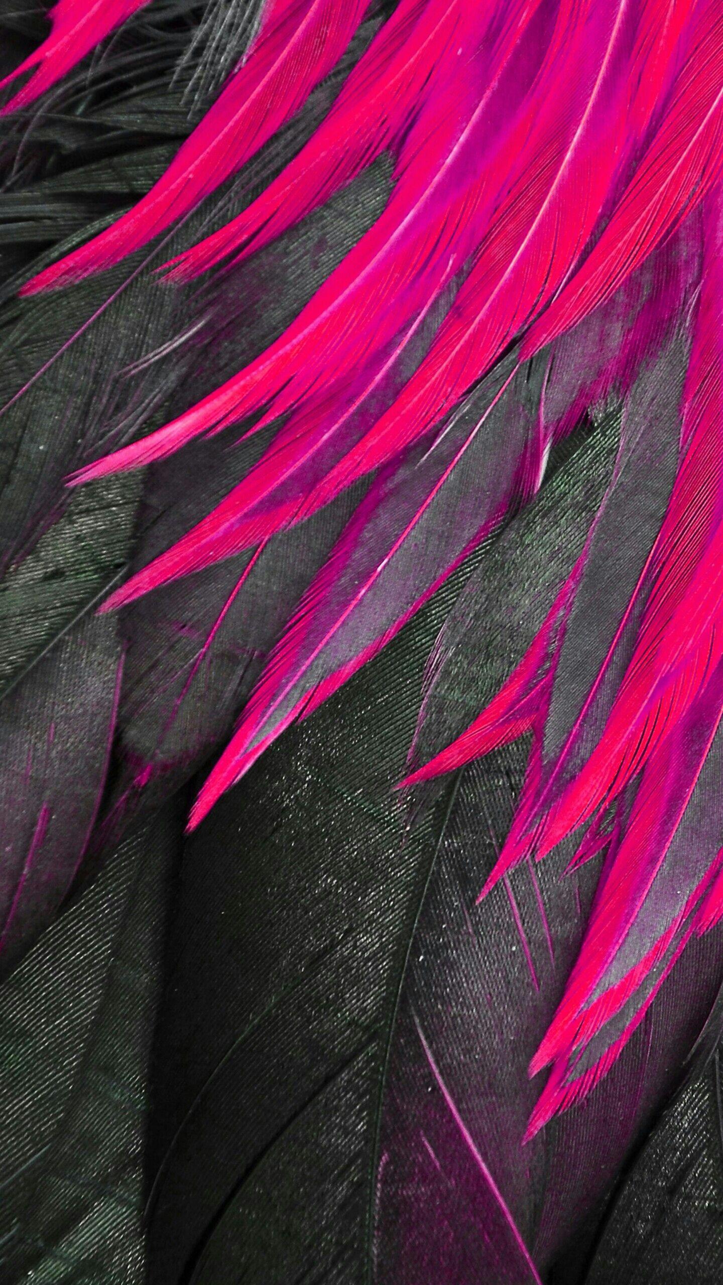 Feather Phone Wallpapers - Top Free Feather Phone Backgrounds ...