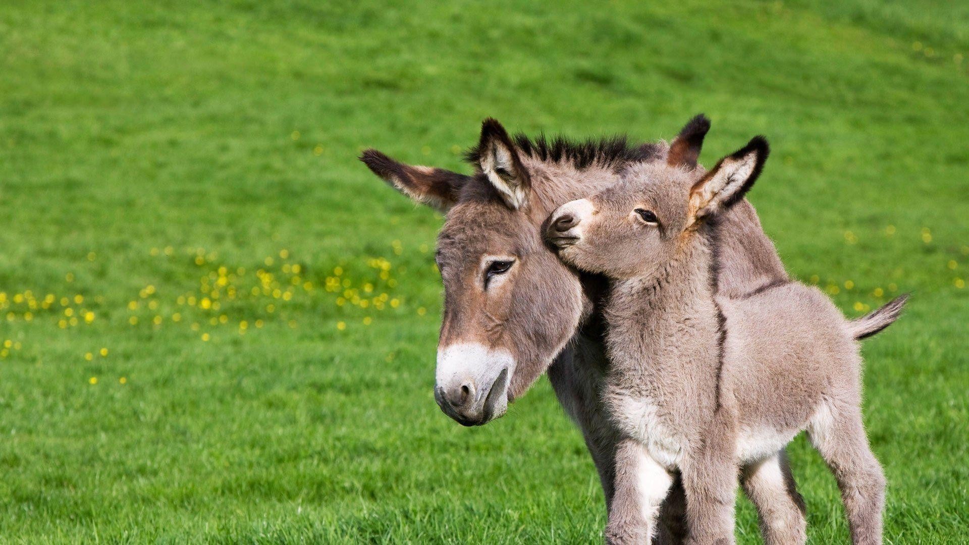 Donkey HD Wallpapers - Top Free Donkey HD Backgrounds - WallpaperAccess