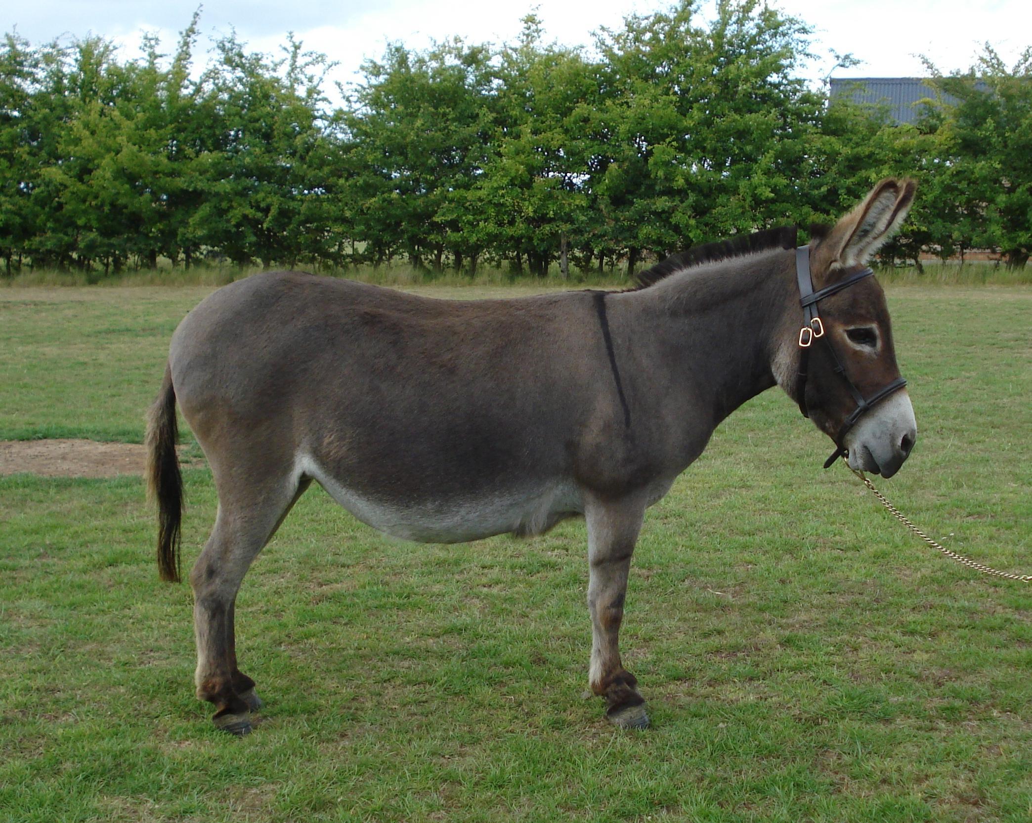 Donkey HD Wallpapers - Top Free Donkey HD Backgrounds - WallpaperAccess