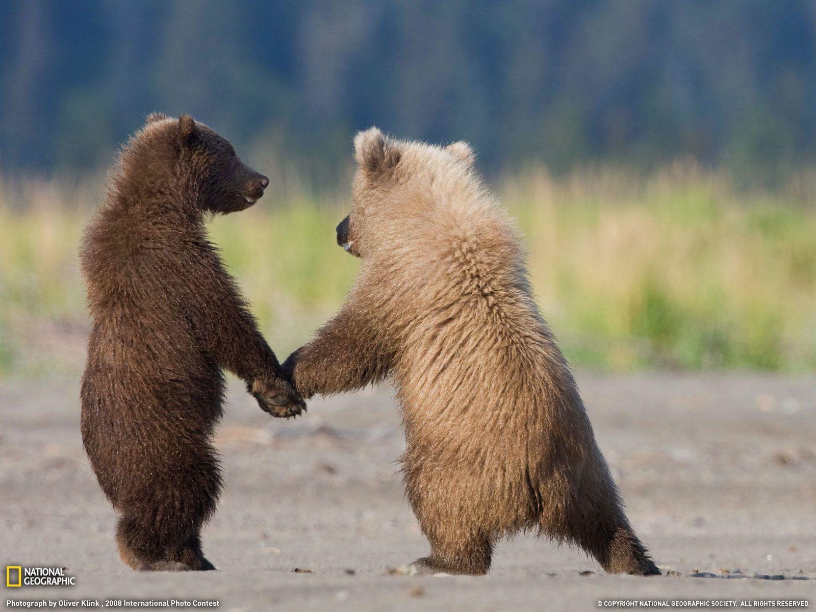 Bear Cubs Wallpapers - Top Free Bear Cubs Backgrounds - WallpaperAccess