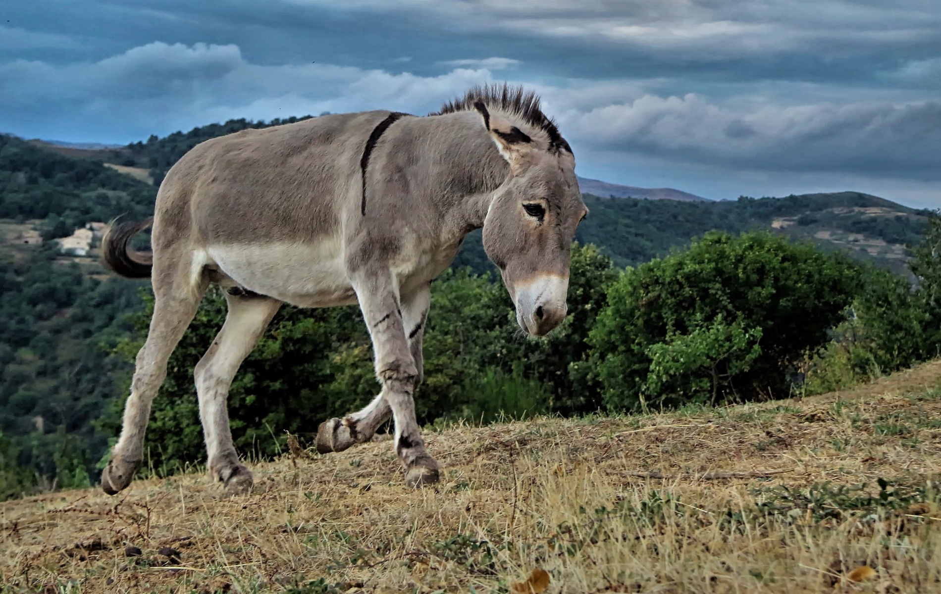 Donkey HD Wallpapers - Top Free Donkey HD Backgrounds - WallpaperAccess