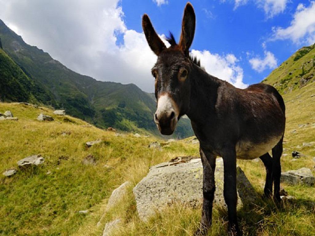 Donkey HD Wallpapers - Top Free Donkey HD Backgrounds - WallpaperAccess