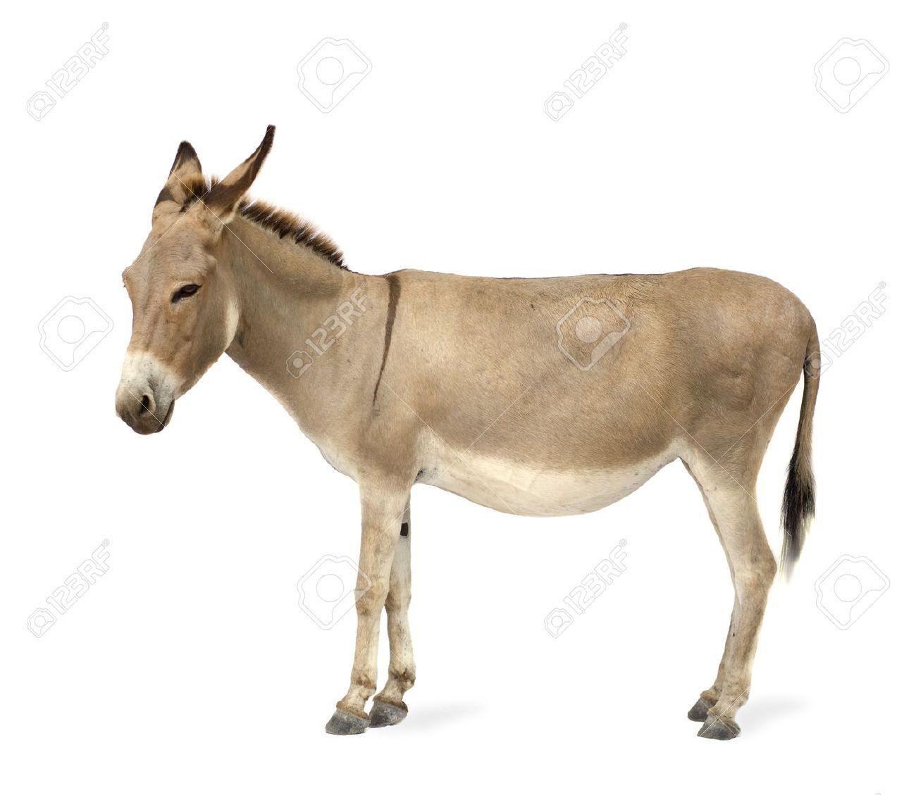 Donkey HD Wallpapers - Top Free Donkey HD Backgrounds - WallpaperAccess