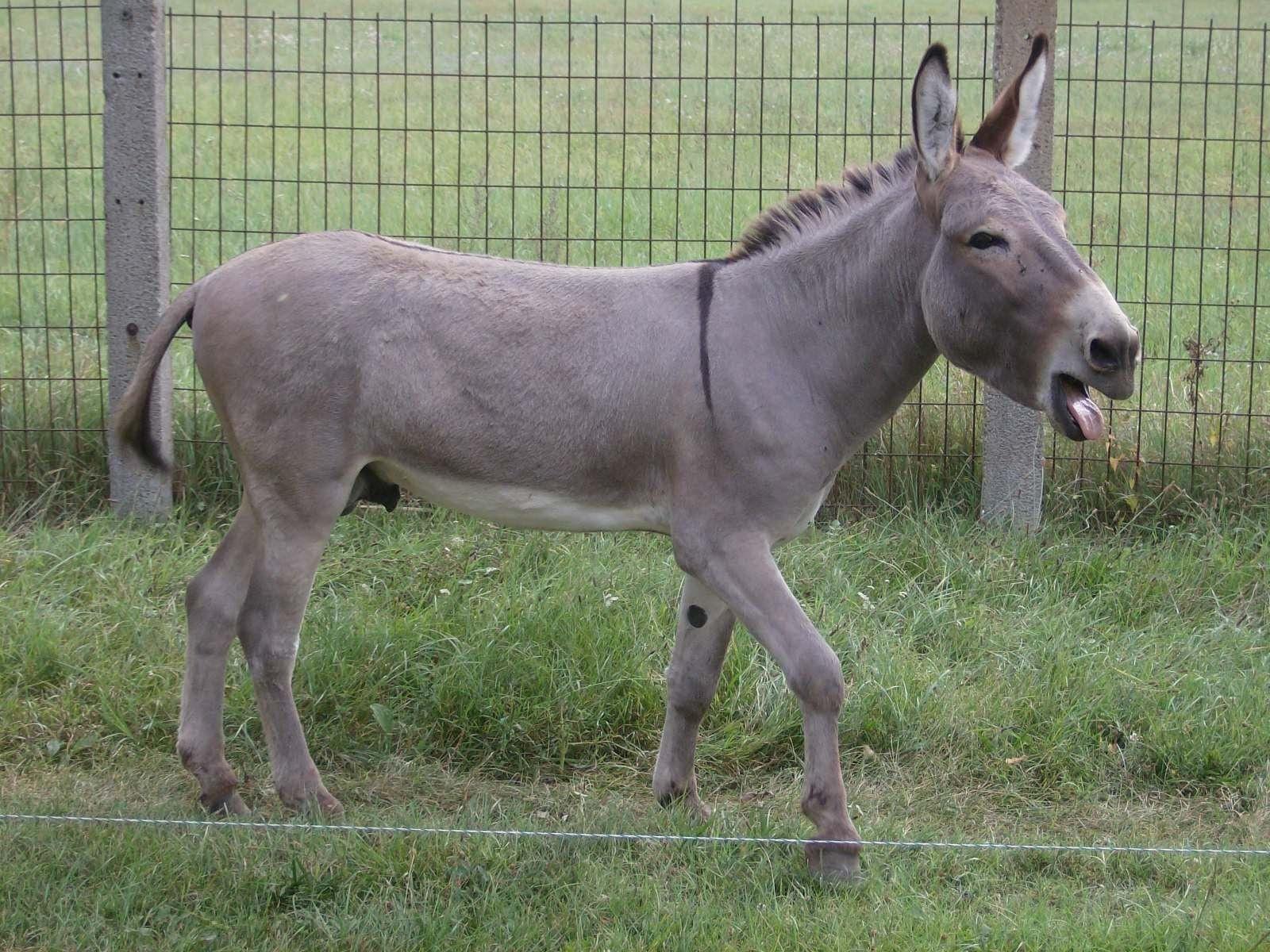 Donkey HD Wallpapers - Top Free Donkey HD Backgrounds - WallpaperAccess