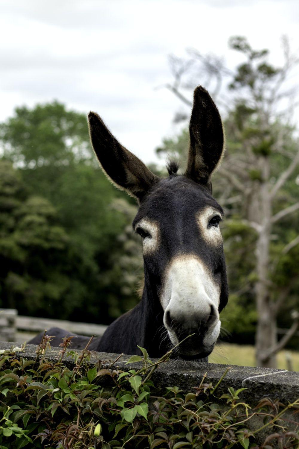 Donkey HD Wallpapers - Top Free Donkey HD Backgrounds - WallpaperAccess