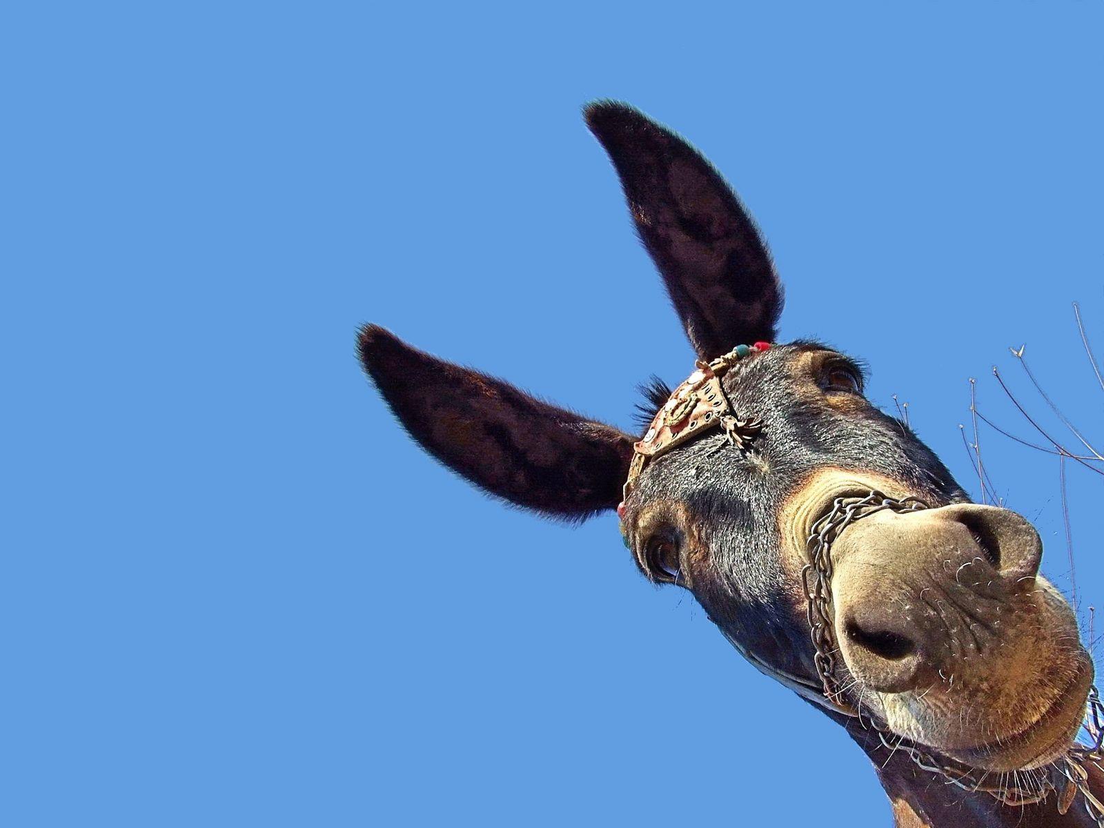 Donkey HD Wallpapers - Top Free Donkey HD Backgrounds - WallpaperAccess