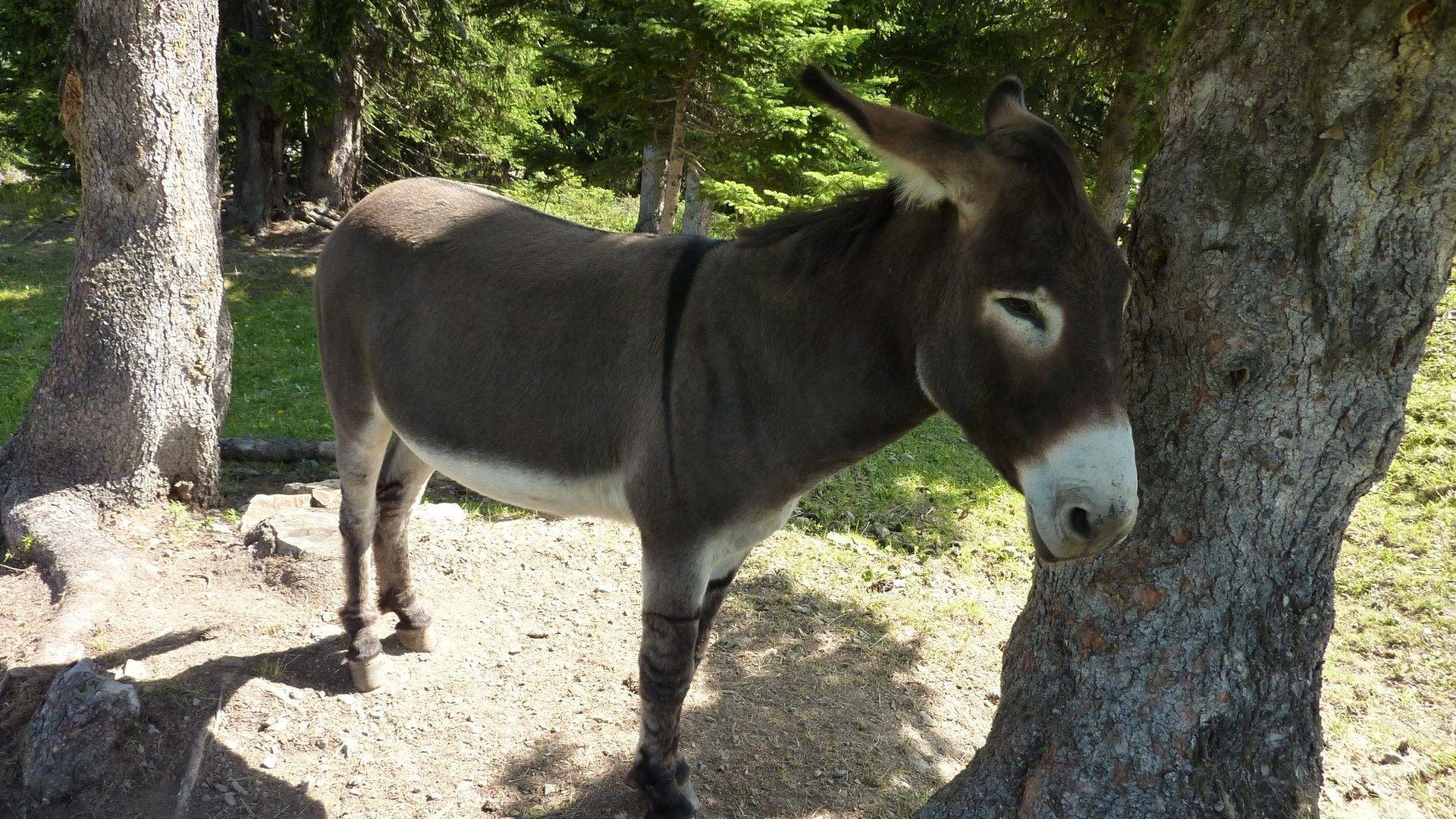 Donkey HD Wallpapers - Top Free Donkey HD Backgrounds - WallpaperAccess