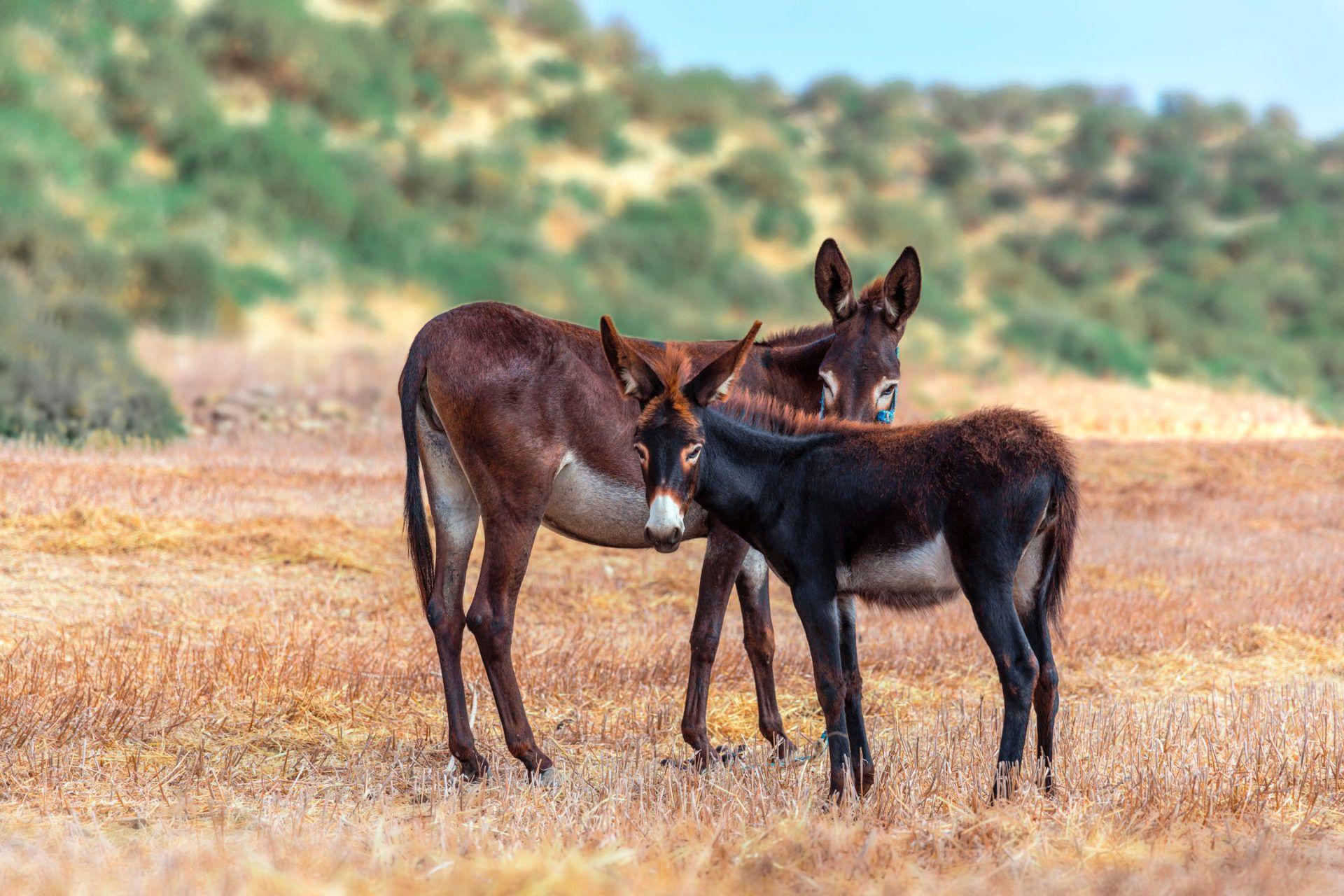 Donkey HD Wallpapers - Top Free Donkey HD Backgrounds - WallpaperAccess