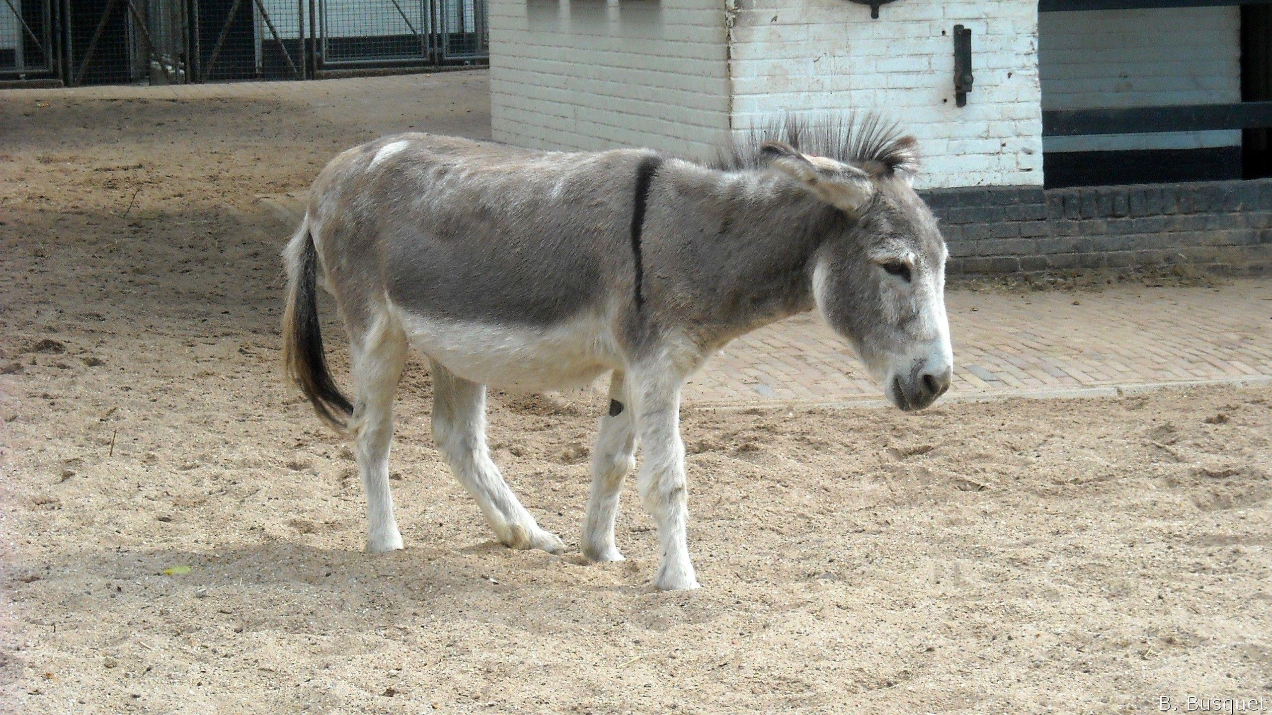 Donkey HD Wallpapers - Top Free Donkey HD Backgrounds - WallpaperAccess