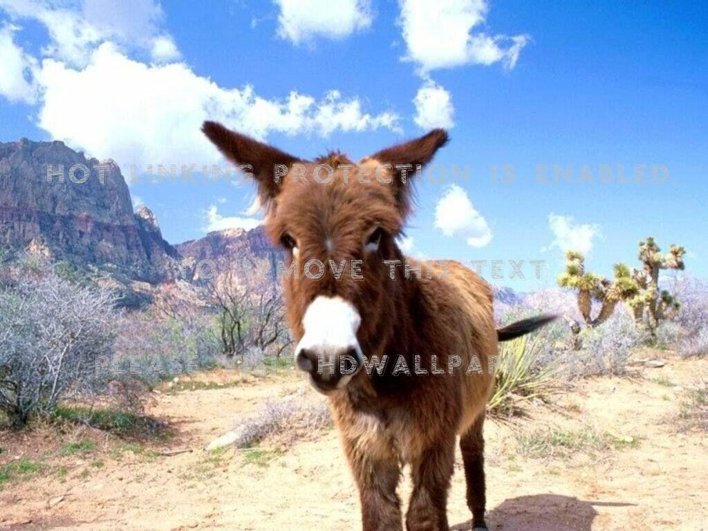 Donkey HD Wallpapers - Top Free Donkey HD Backgrounds - WallpaperAccess