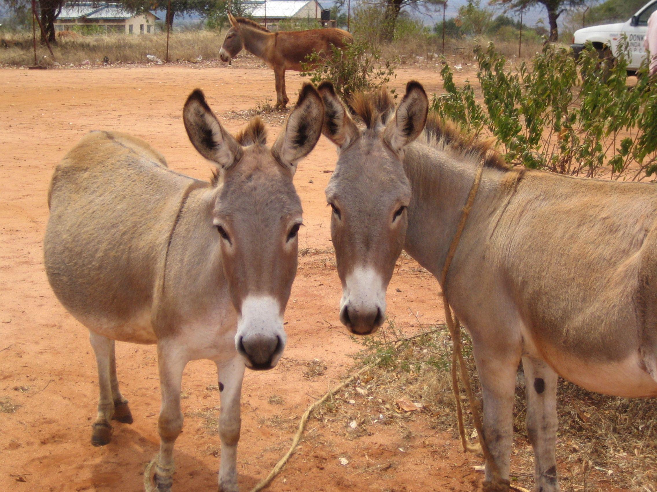 Donkey HD Wallpapers - Top Free Donkey HD Backgrounds - WallpaperAccess