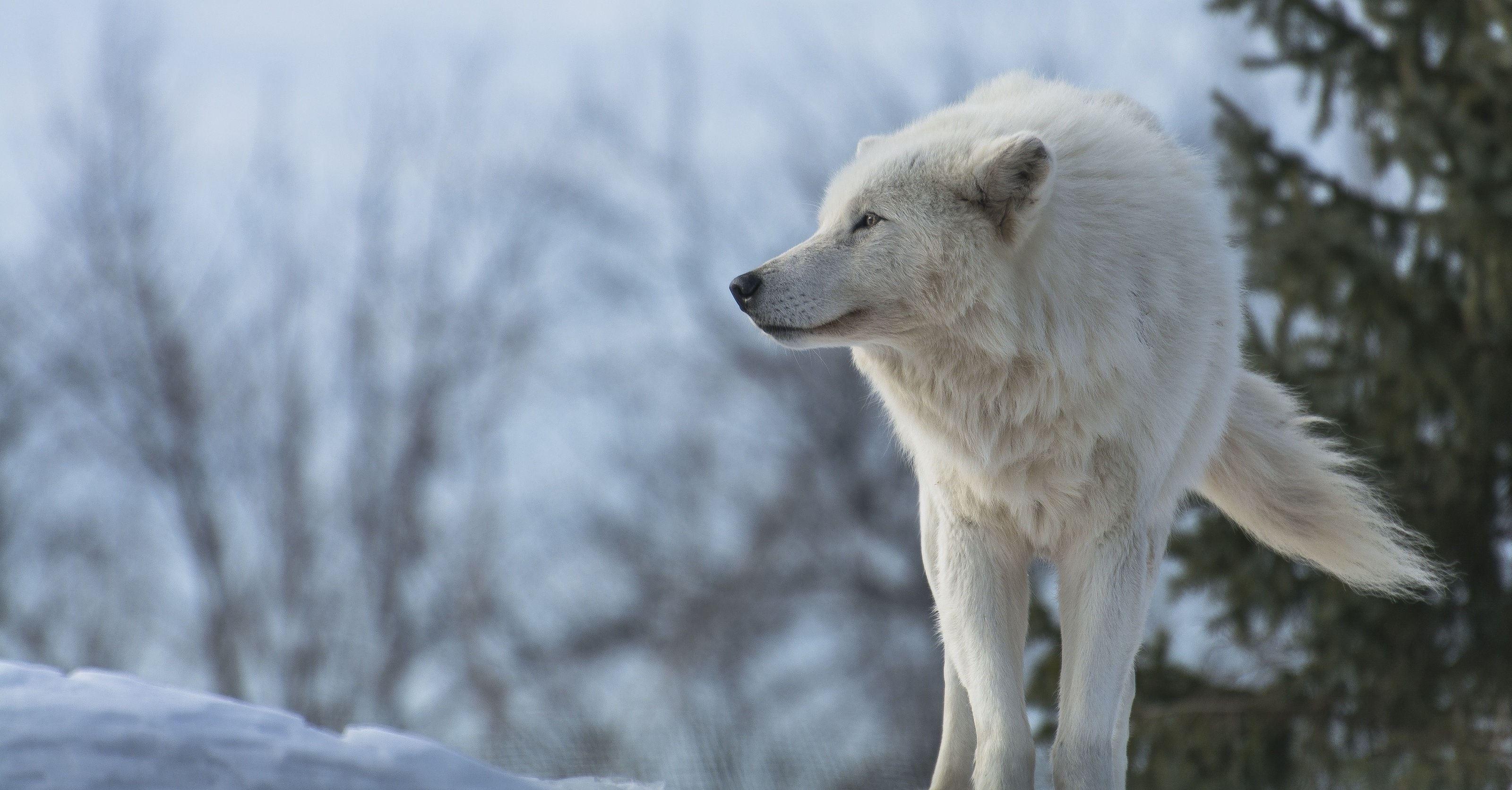 4K Snow Wolf Wallpapers - Top Free 4K Snow Wolf Backgrounds ...
