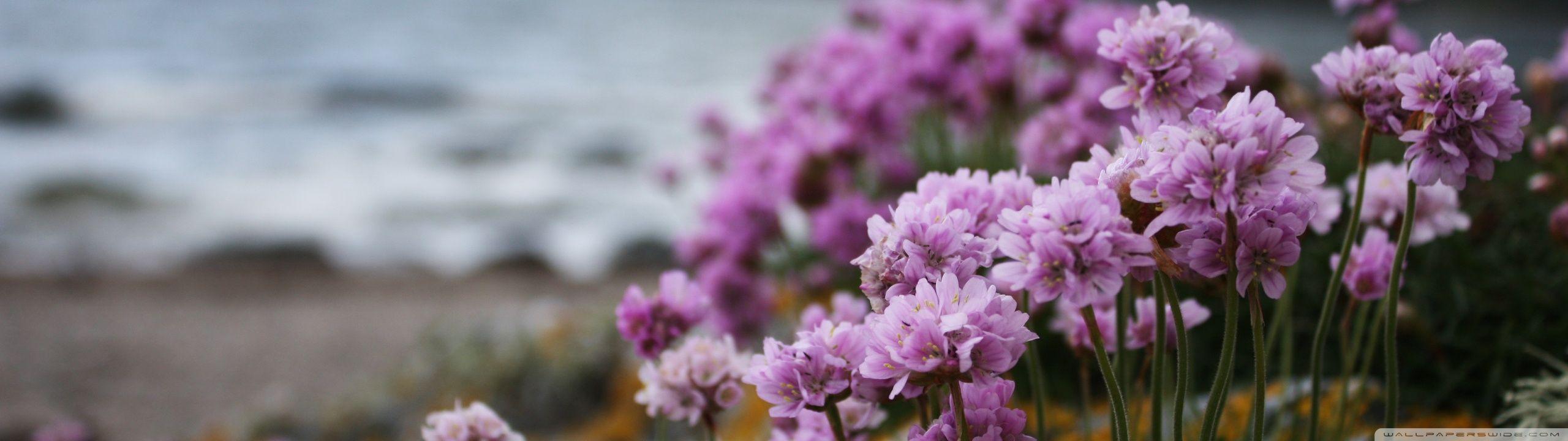 Flower Dual Monitor Wallpapers - Top Free Flower Dual Monitor ...