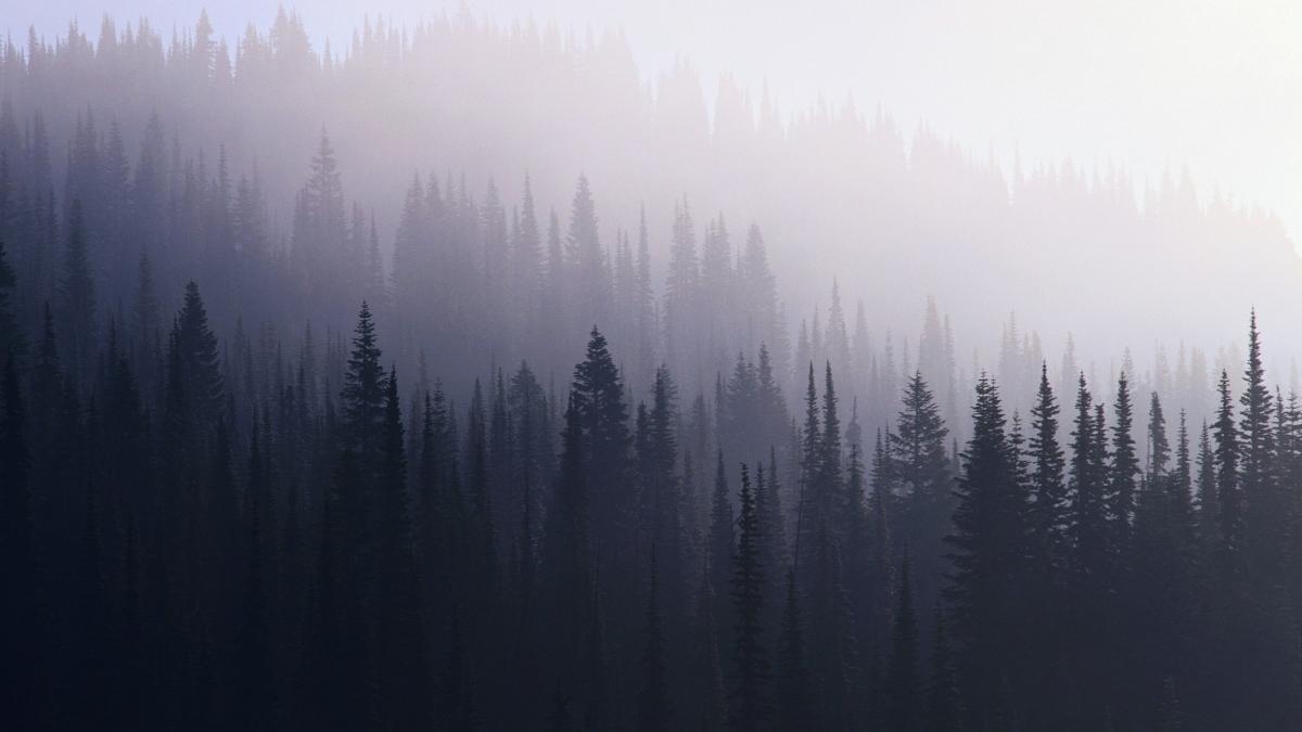 Foggy Forest Desktop Wallpapers - Top Free Foggy Forest Desktop ...