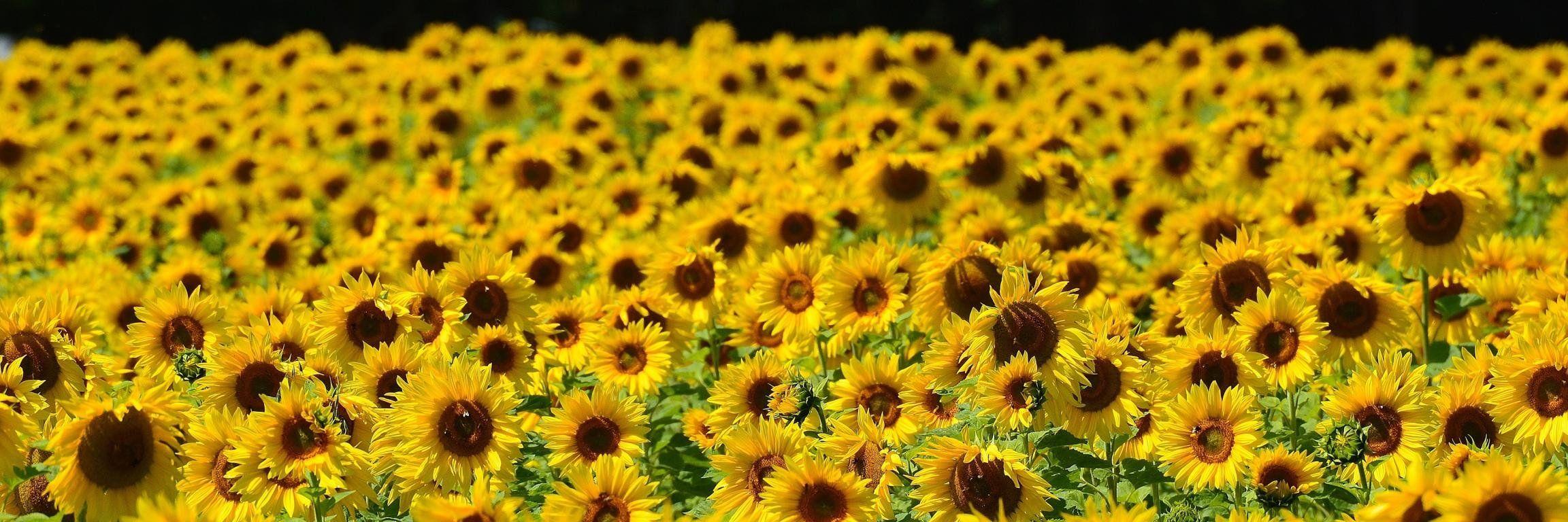 Flower Dual Monitor Wallpapers Top Free Flower Dual Monitor