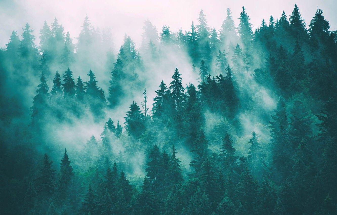 Foggy Forest Desktop Wallpapers - Top Free Foggy Forest Desktop ...
