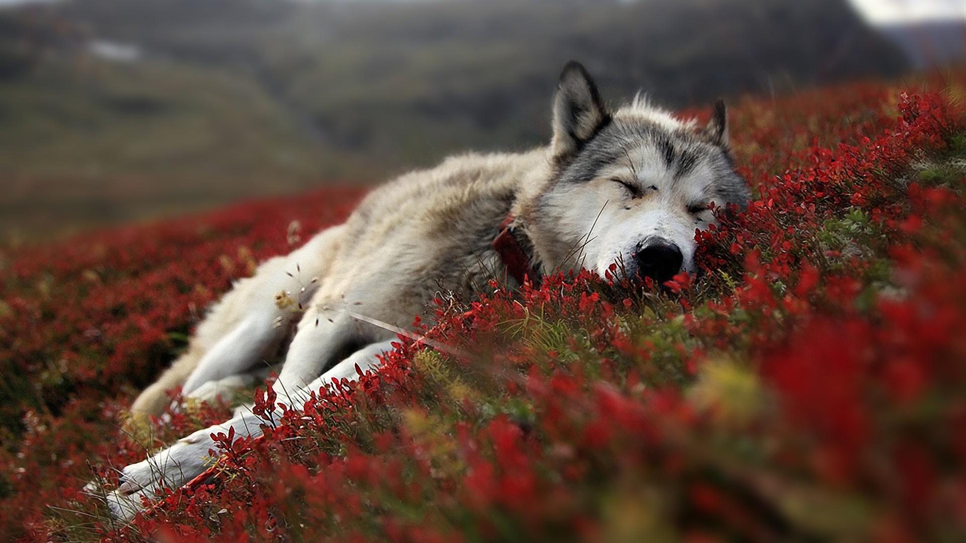 High Resolution Wolf Wallpapers - Top Free High Resolution Wolf ...