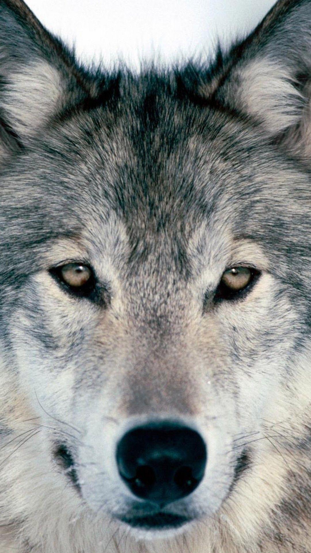 High Resolution Wolf Wallpapers - Top Free High Resolution Wolf ...