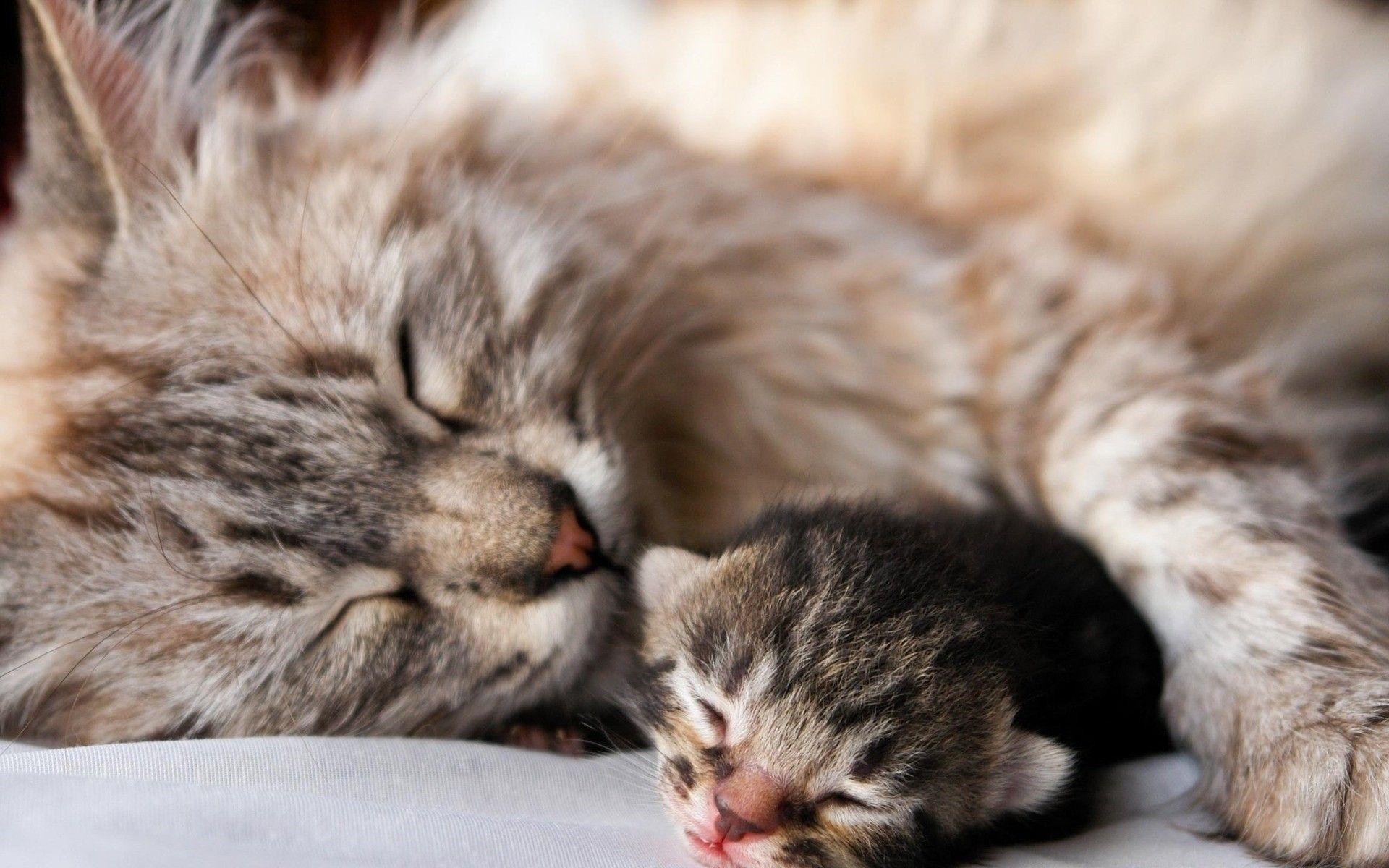 Cats and Kittens Wallpapers - Top Free Cats and Kittens Backgrounds ...