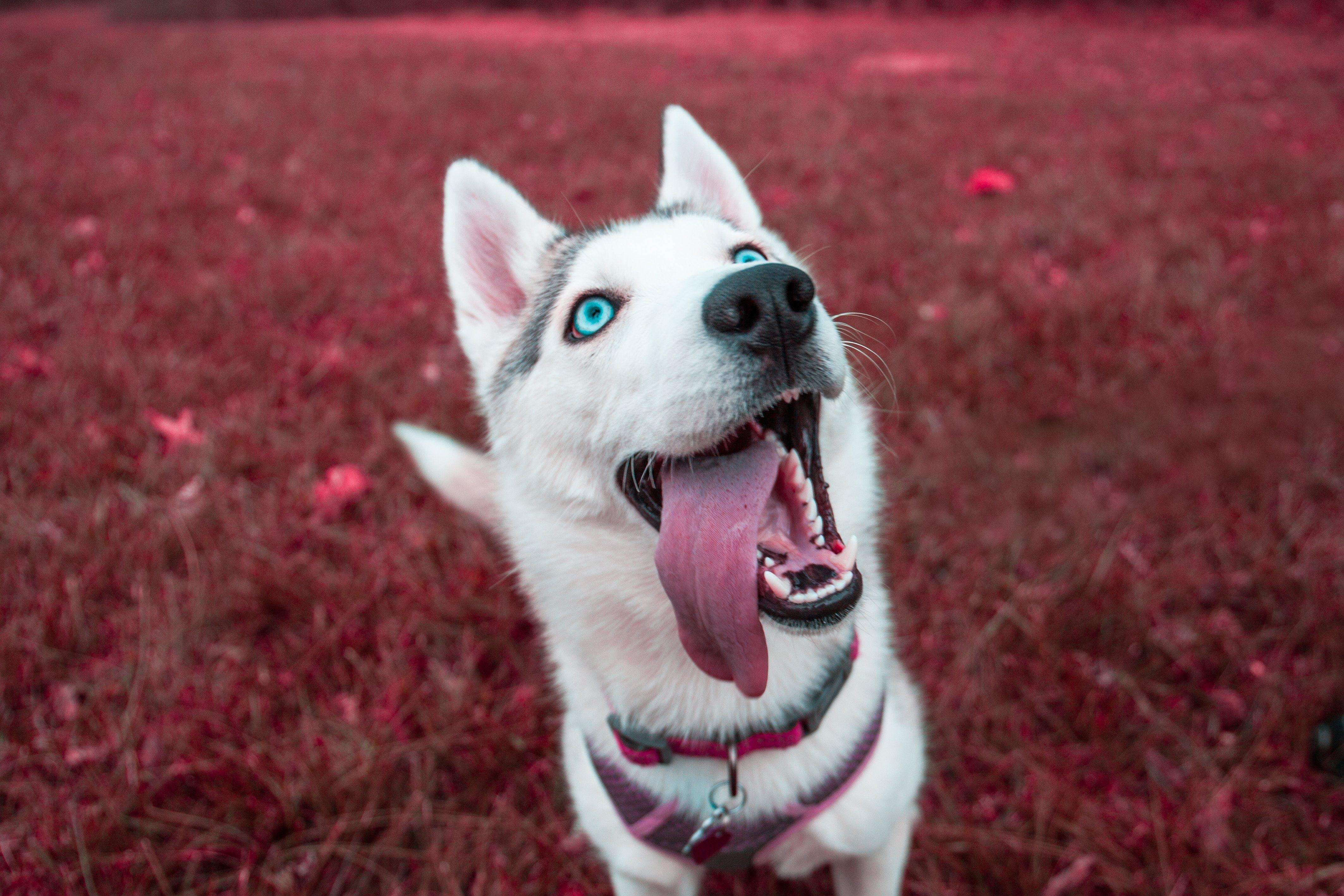 Red Husky Wallpapers - Top Free Red Husky Backgrounds - WallpaperAccess