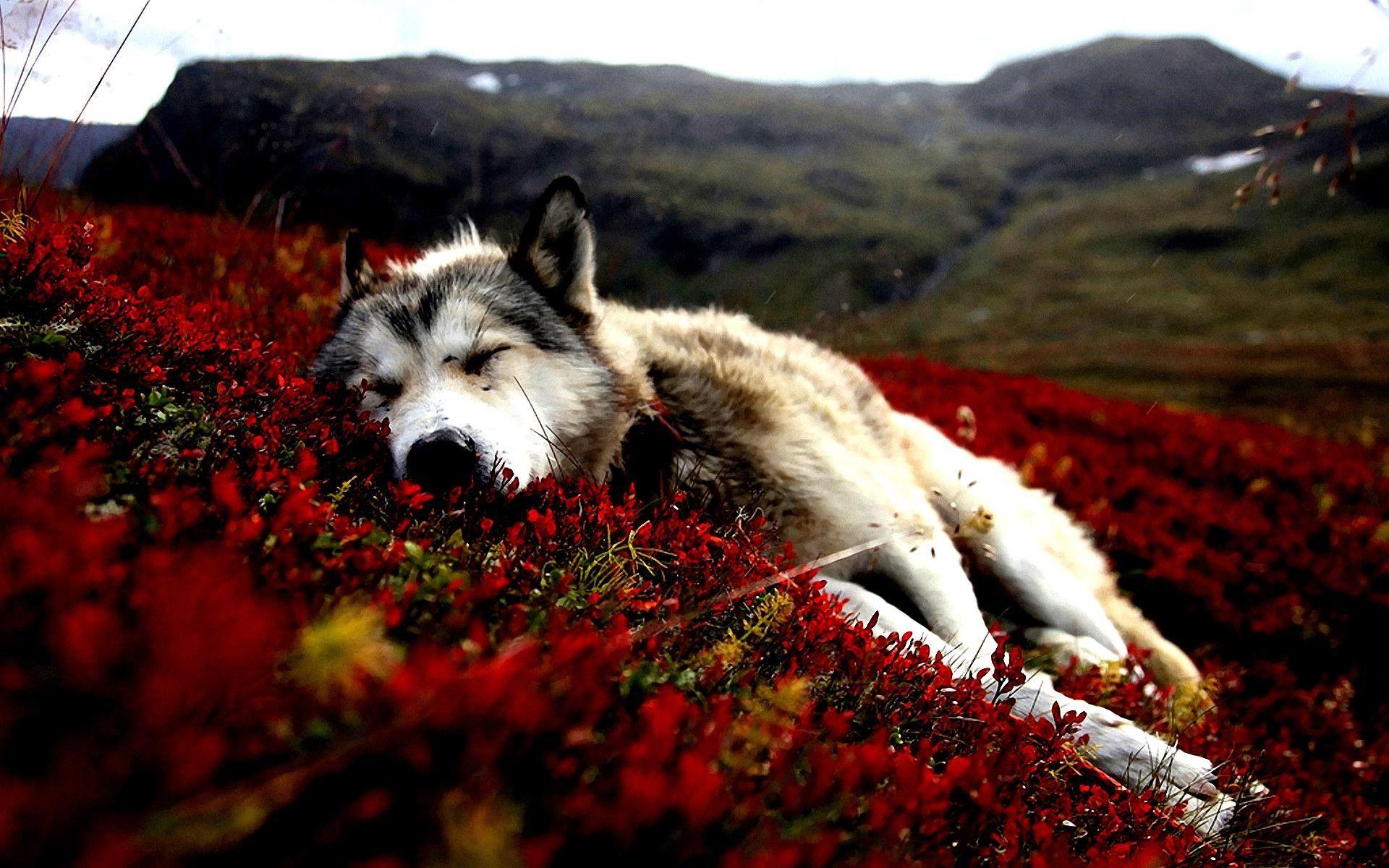 Red Husky Wallpapers - Top Free Red Husky Backgrounds - WallpaperAccess