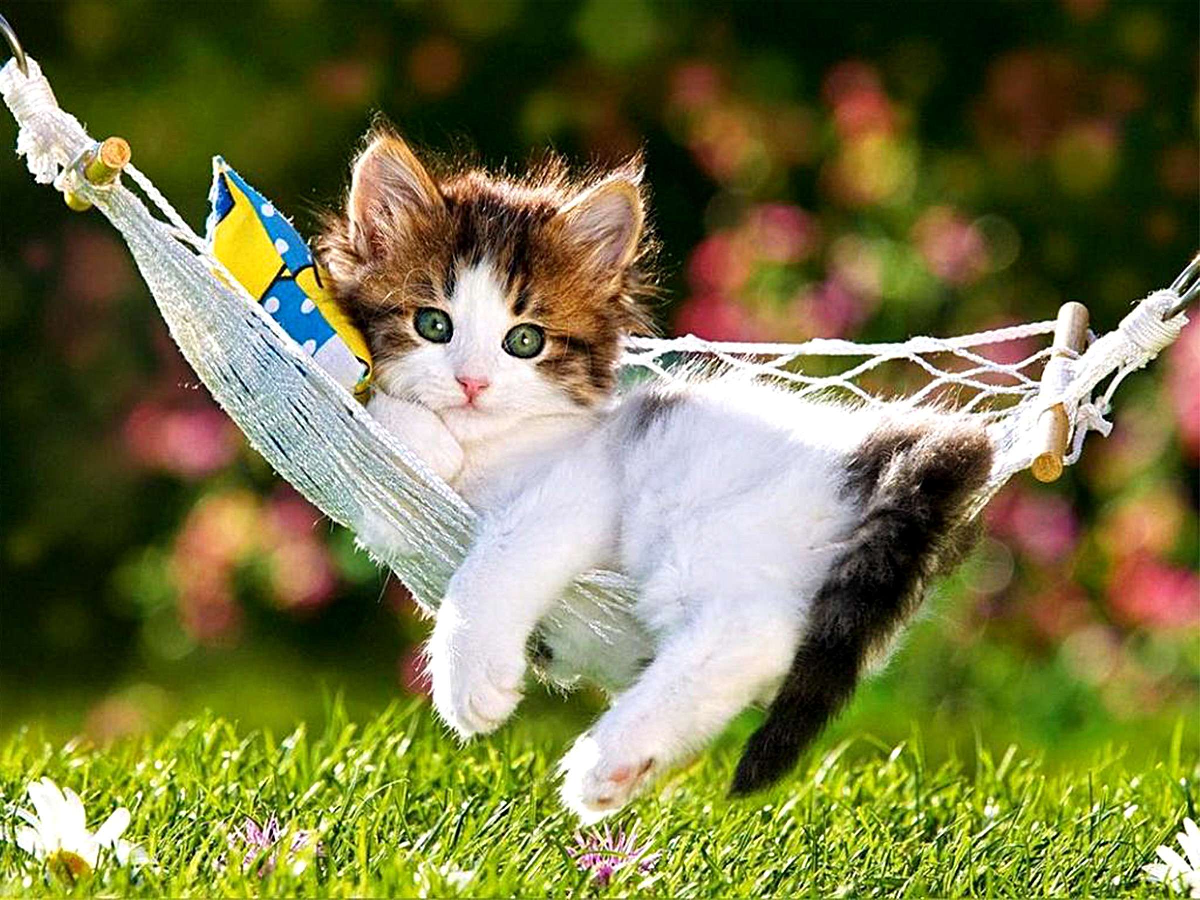Kitty Cat Wallpapers - Top Free Kitty Cat Backgrounds - WallpaperAccess