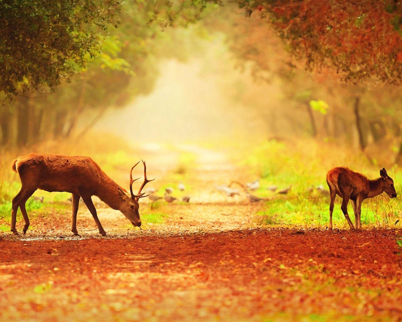 Beautiful Deer Wallpapers - Top Free Beautiful Deer Backgrounds ...