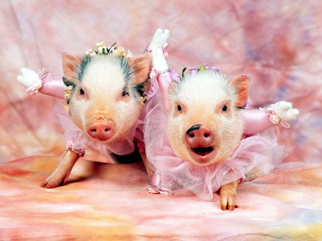 Kawaii Pig Wallpapers - Top Free Kawaii Pig Backgrounds - WallpaperAccess