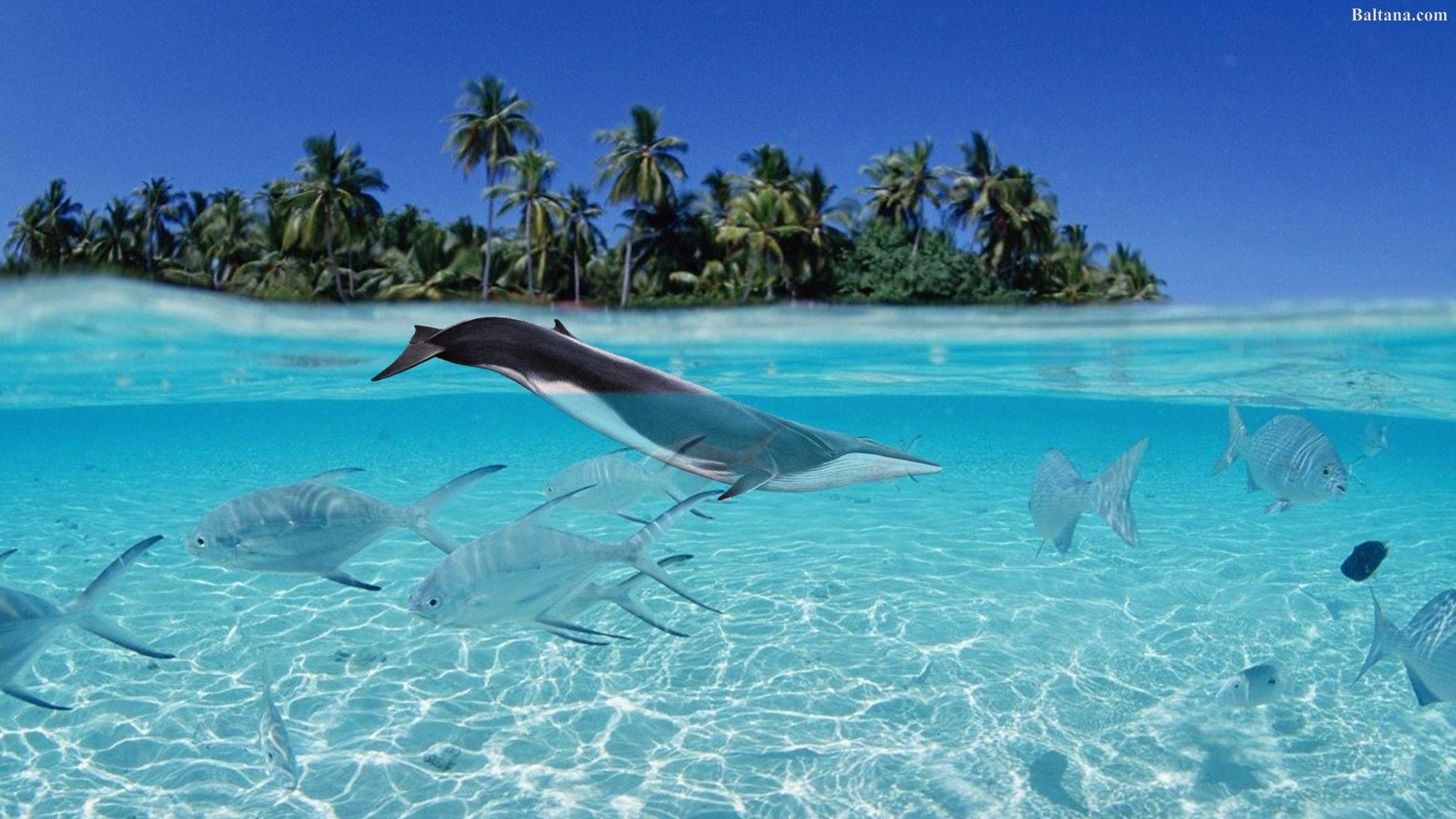 Beautiful Whales Desktop Wallpapers - Top Free Beautiful Whales Desktop ...