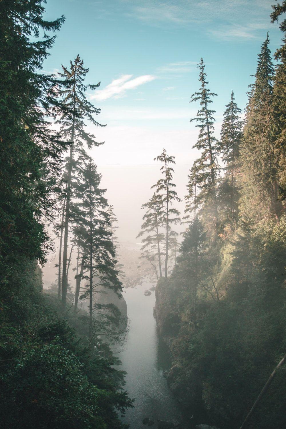 HD Cloud Forest Wallpapers - Top Free HD Cloud Forest Backgrounds ...