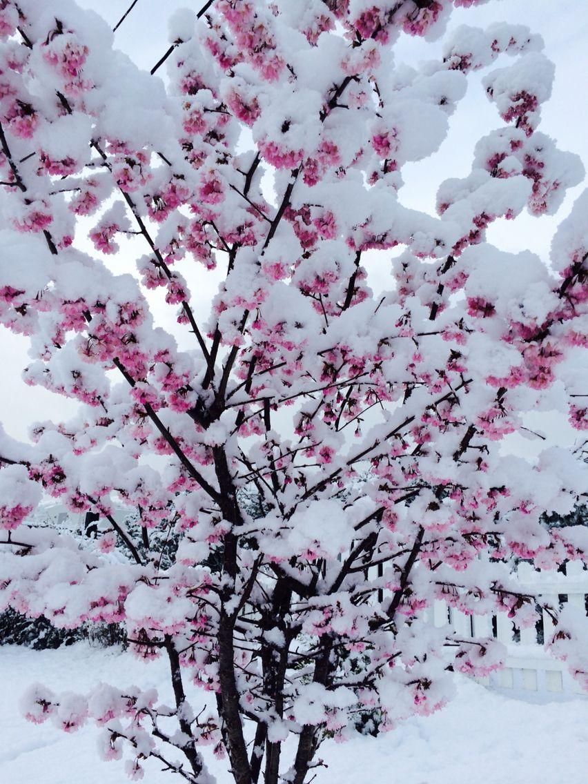 Beautiful Winter Flower Wallpapers - Top Free Beautiful Winter Flower ...