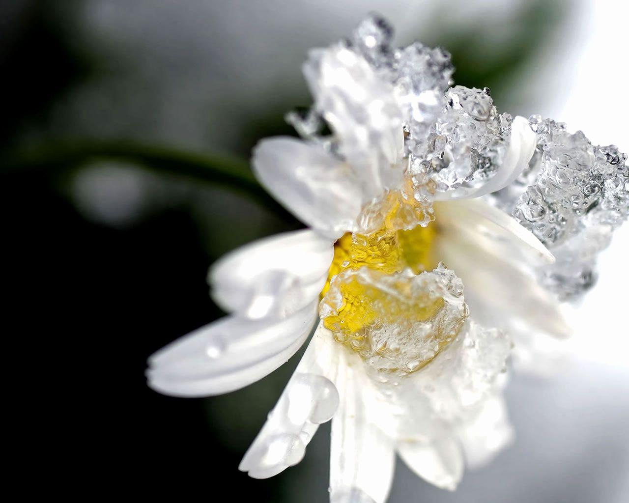 Beautiful Winter Flower Wallpapers - Top Free Beautiful Winter Flower ...