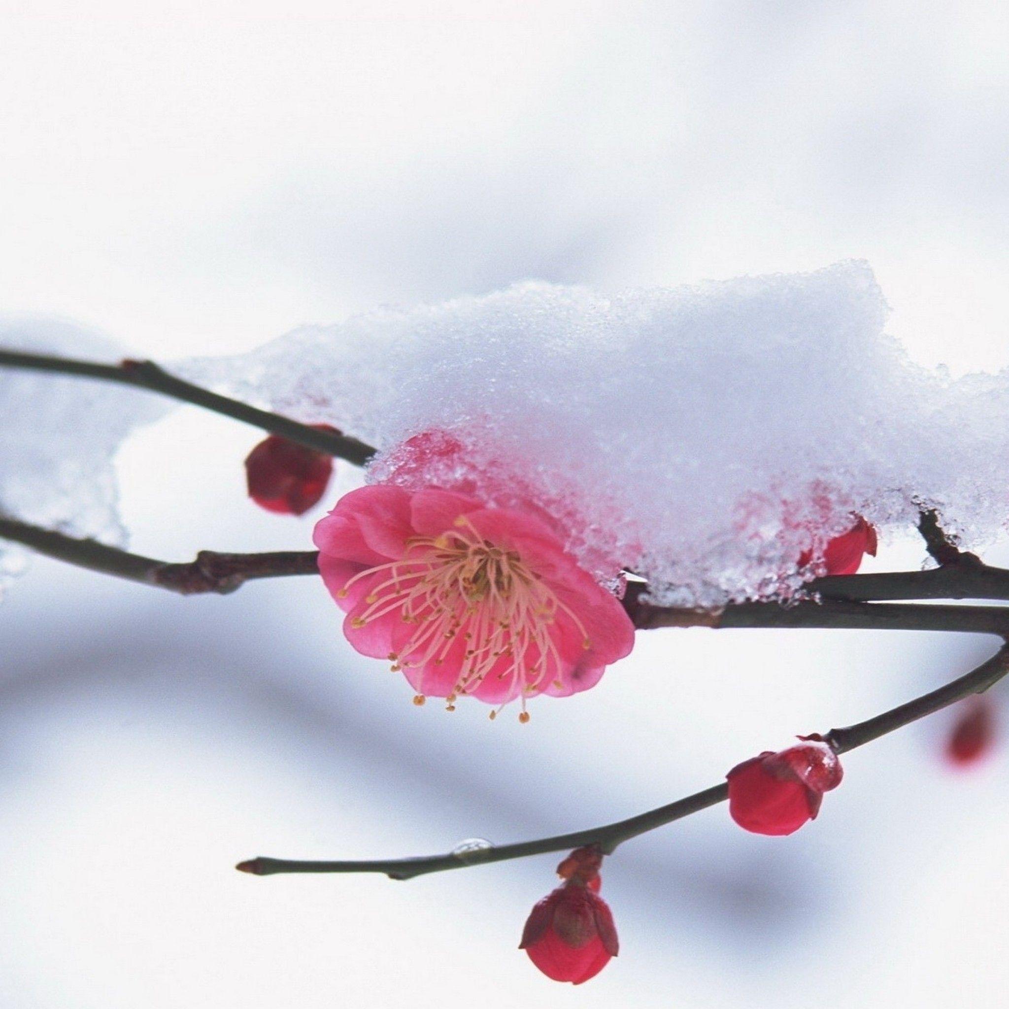 Snowy Flowers Wallpapers - Top Free Snowy Flowers Backgrounds ...