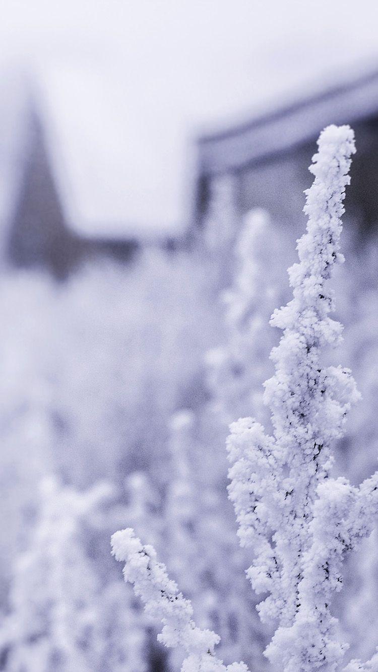 Beautiful Winter Flower Wallpapers - Top Free Beautiful Winter Flower ...