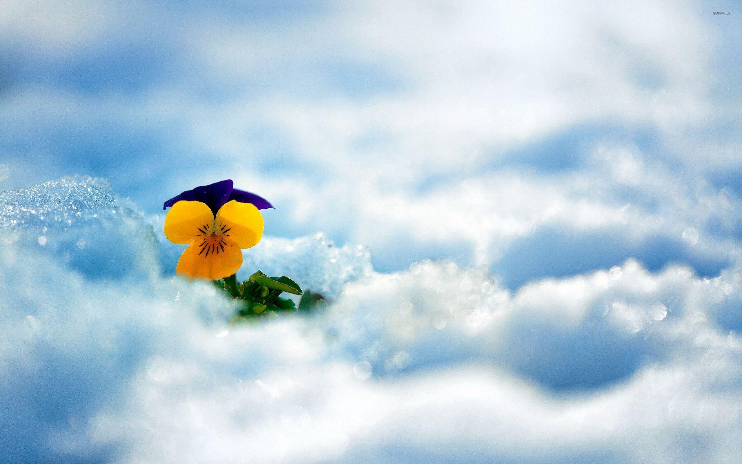 Snowy Flowers Wallpapers - Top Free Snowy Flowers Backgrounds ...
