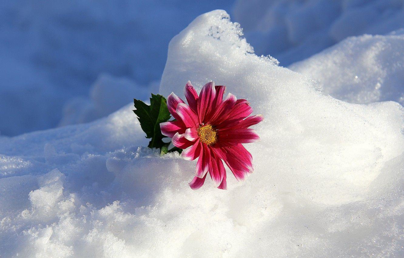 Beautiful Winter Flower Wallpapers - Top Free Beautiful Winter Flower ...
