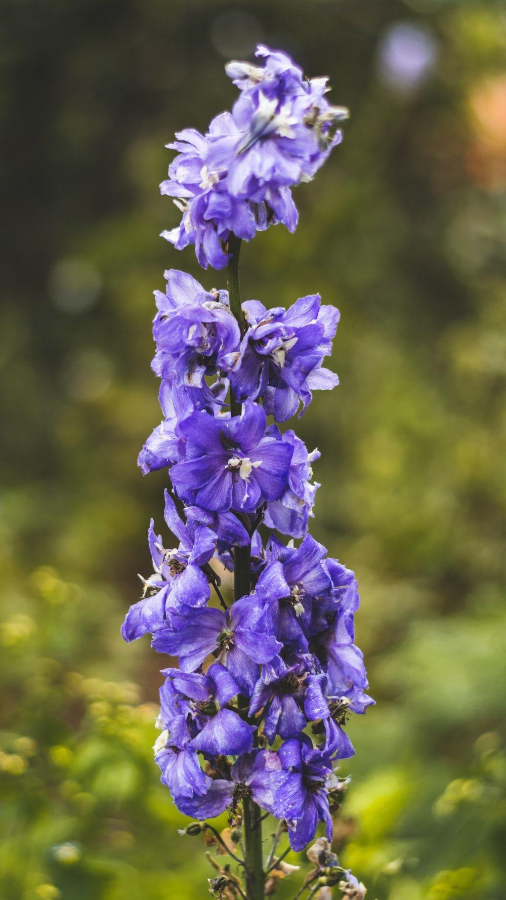 Beautiful Winter Flower Wallpapers - Top Free Beautiful Winter Flower ...