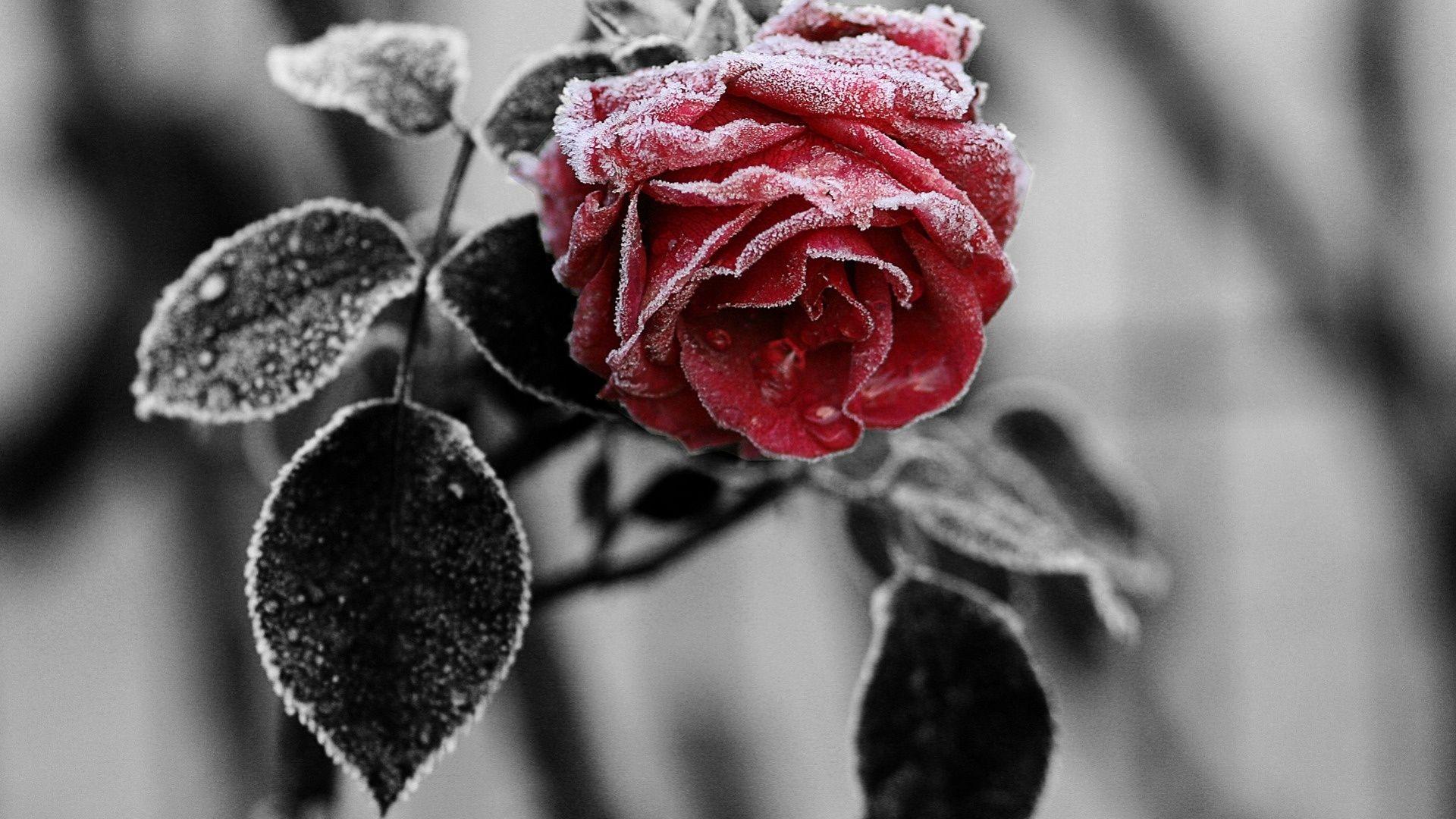 Beautiful Winter Flower Wallpapers - Top Free Beautiful Winter Flower ...