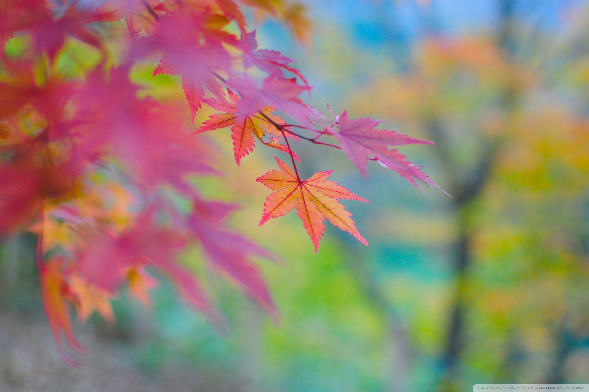 Fall Colors HD Wallpapers - Top Free Fall Colors HD Backgrounds ...