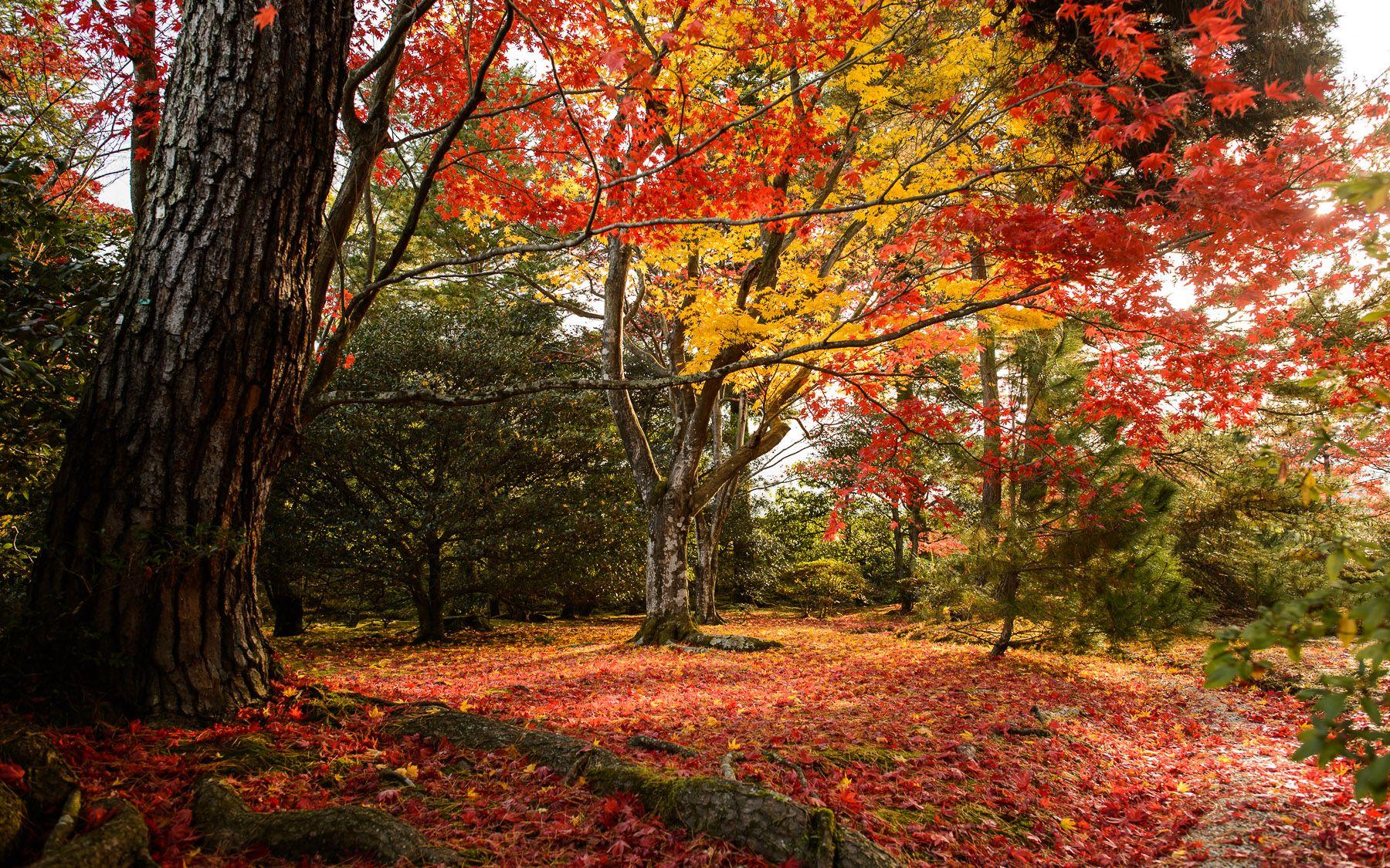 Fall Colors HD Wallpapers - Top Free Fall Colors HD Backgrounds ...
