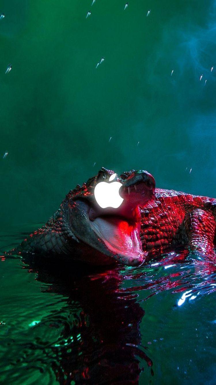 Alligator Phone Wallpapers - Top Free Alligator Phone Backgrounds ...