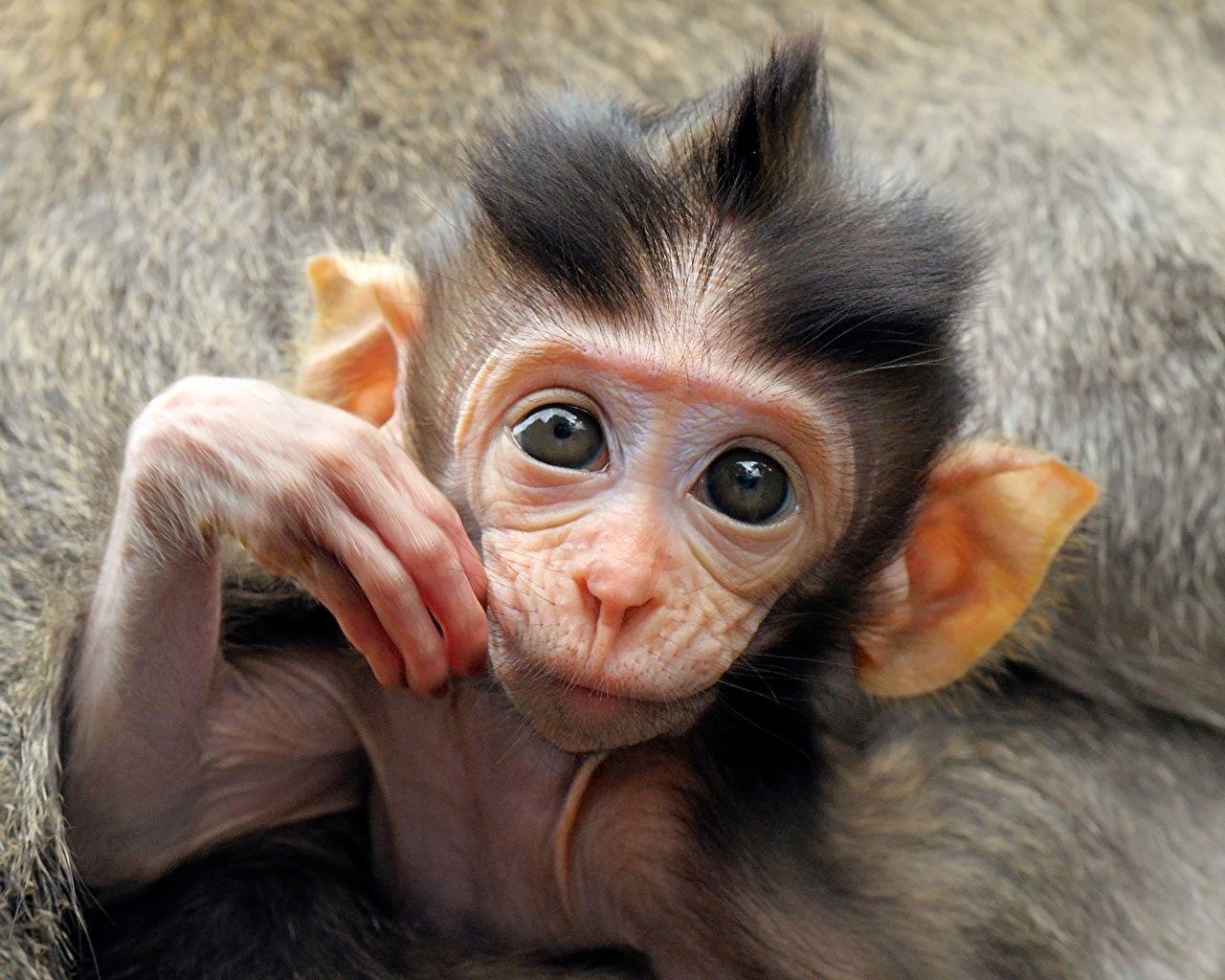 Cute Monkey Desktop Wallpapers - Top Free Cute Monkey Desktop ...