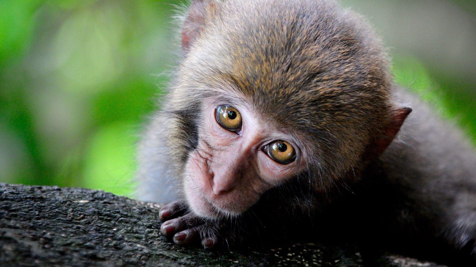 Cute Monkey Desktop Wallpapers - Top Free Cute Monkey Desktop ...