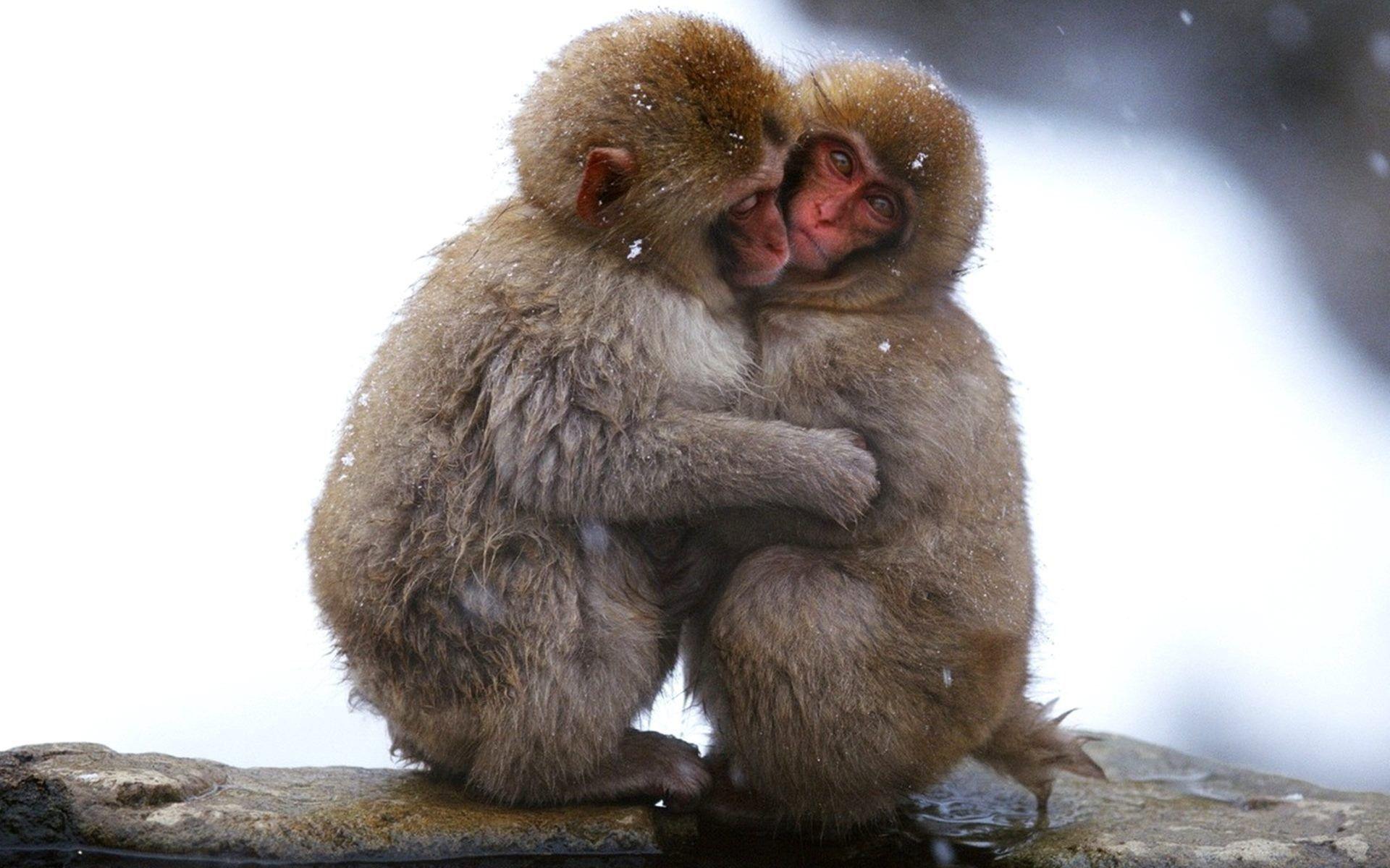 Cute Monkey Desktop Wallpapers - Top Free Cute Monkey Desktop ...