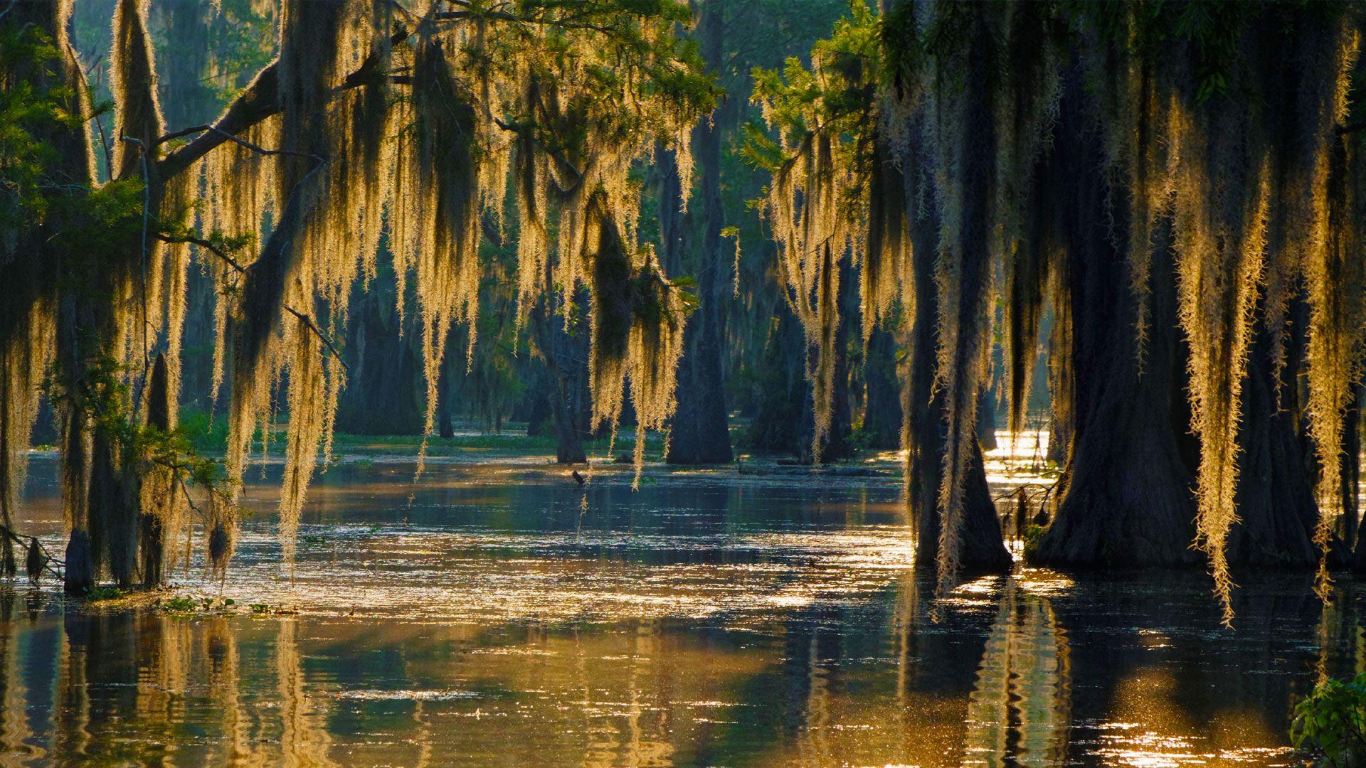 Louisiana Swamp Wallpapers - Top Free Louisiana Swamp Backgrounds ...